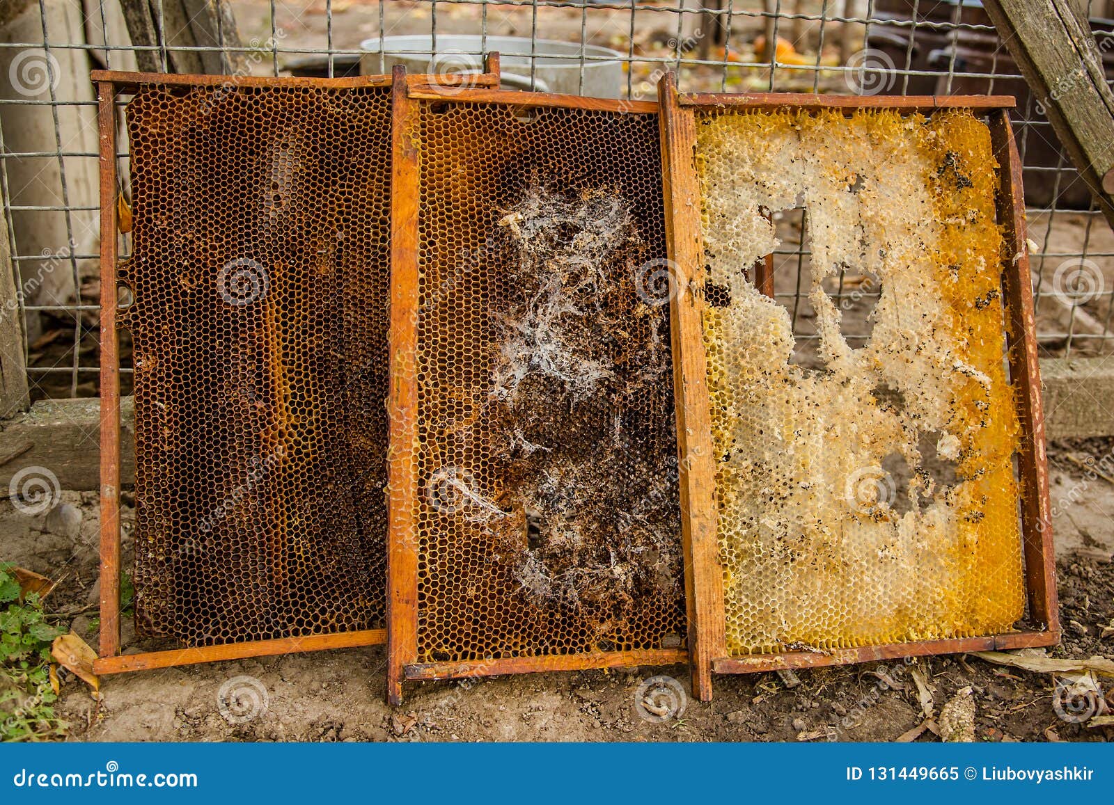 Culled Old Brood Frame From Honey Bee Hive With Wax Moth Tunnels And ...