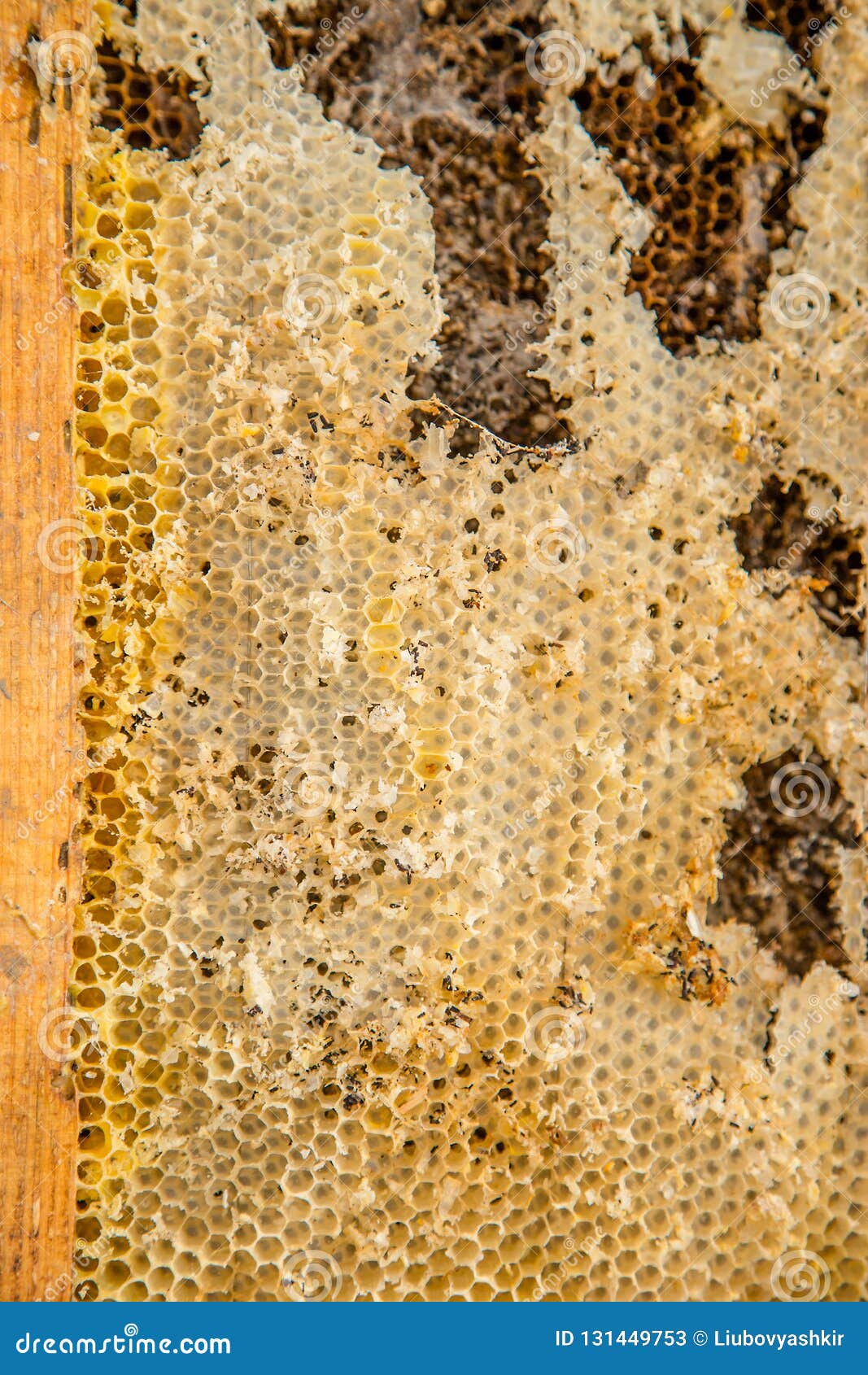 Culled Old Brood Frame from Honey Bee Hive with Wax Moth Tunnels and ...