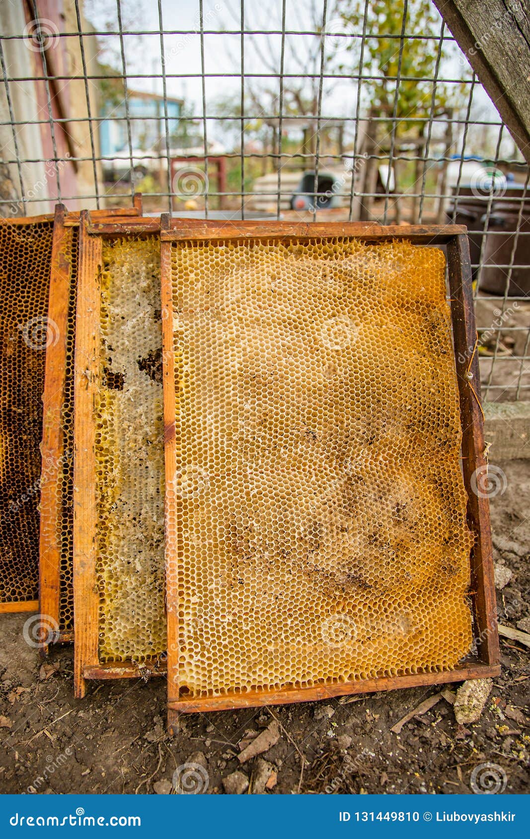 Culled Old Brood Frame From Honey Bee Hive With Wax Moth Tunnels And ...