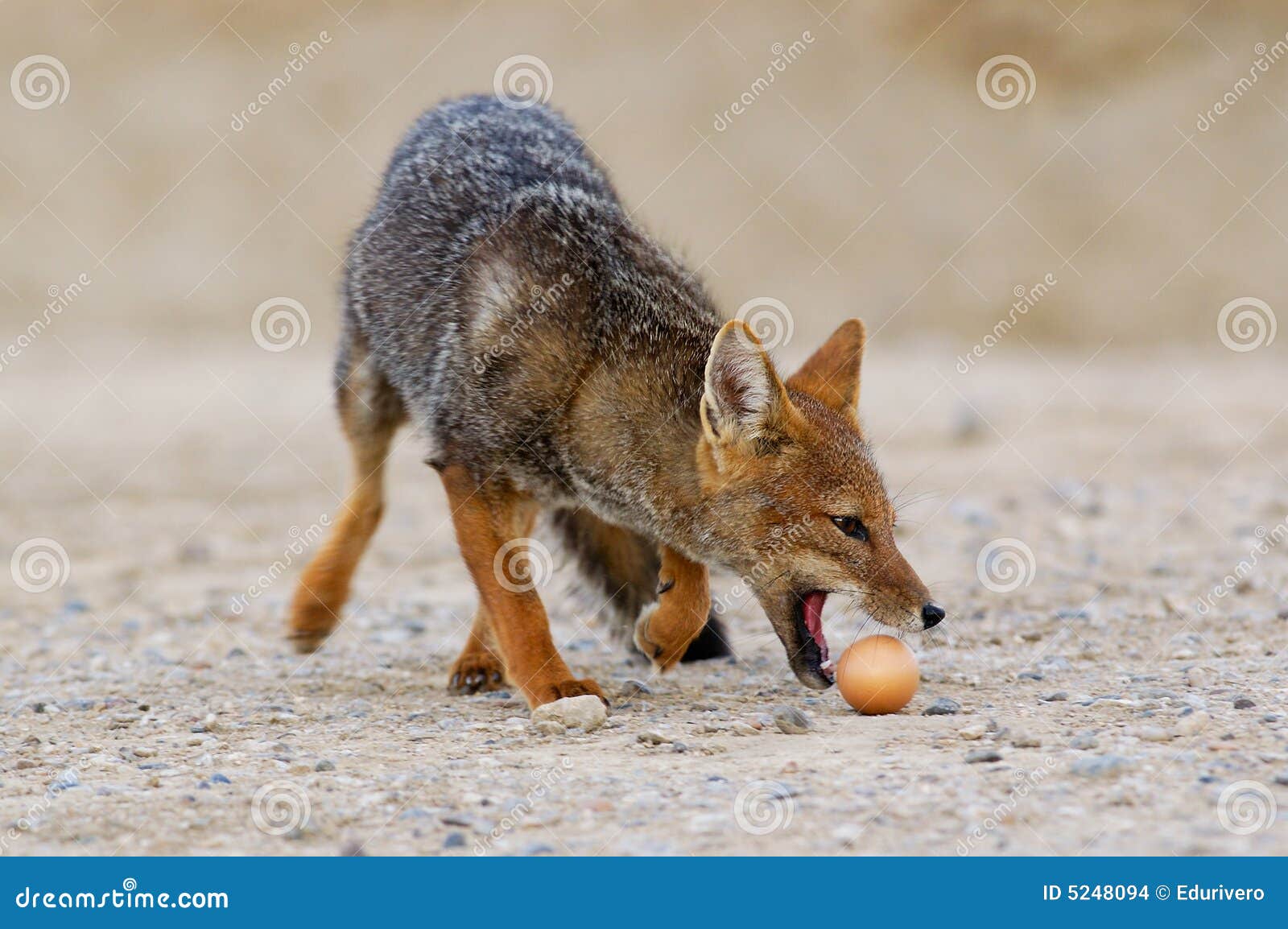 111 Fox Egg Stock Photos - Free & Royalty-Free Stock Photos from Dreamstime