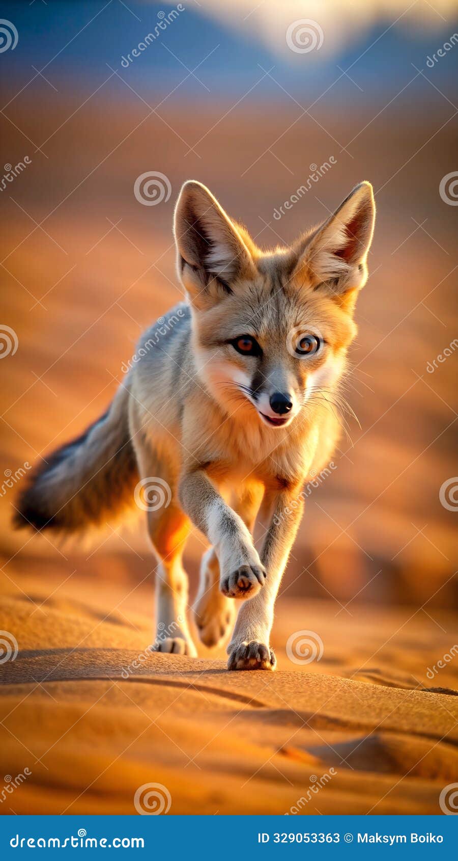 Culpeo fox runs desert stock illustration. Illustration of line - 329053363