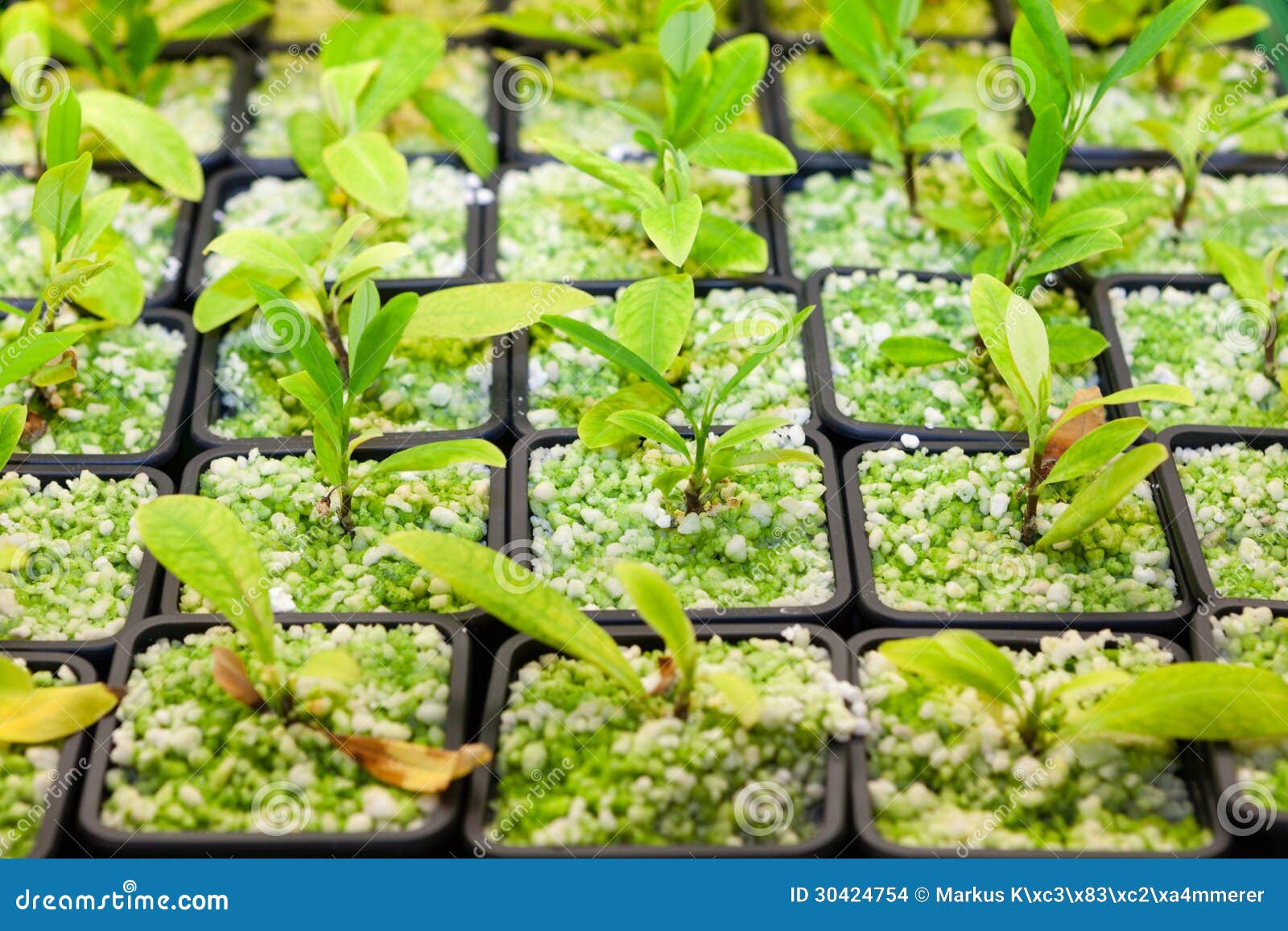 Cultivando a Planta Da Coca Foto de Stock - Imagem de planta ...