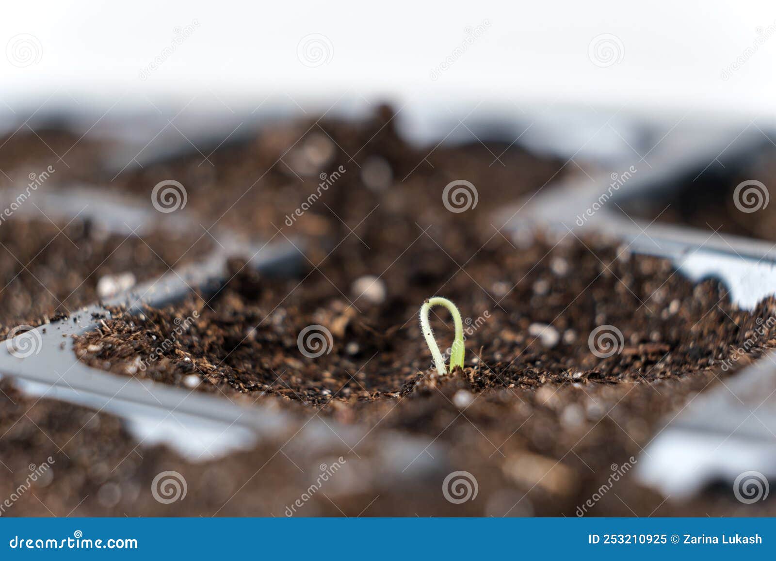Cultivar Tomates De Semillas Paso a Paso. Paso 4, Primer Brote. Imagen ...