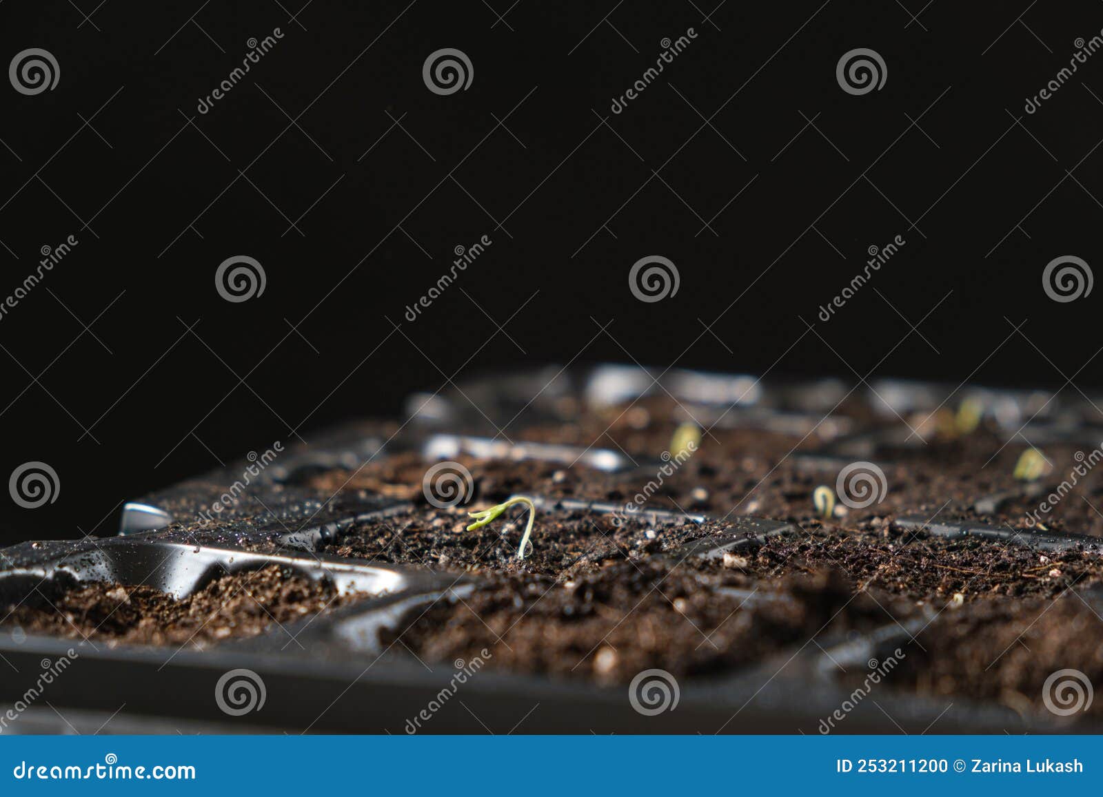 Cultivar Tomates De Semillas Paso a Paso. Paso 4, Primer Brote Foto de ...