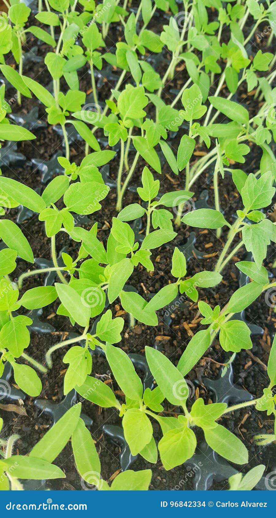 Cultivate plants stock photo. Image of leaf, green, cultive - 96842334