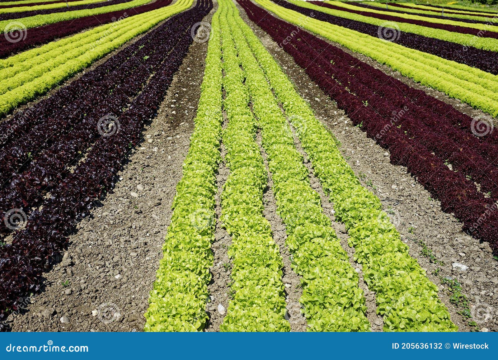Cultivated Agricultural Field with Different Varieties of Plant Rows ...