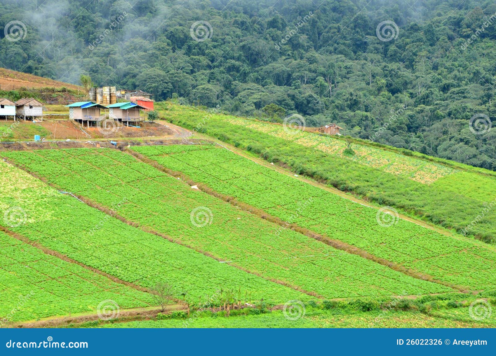 Cultivated area. stock photo. Image of nature, plant - 26022326