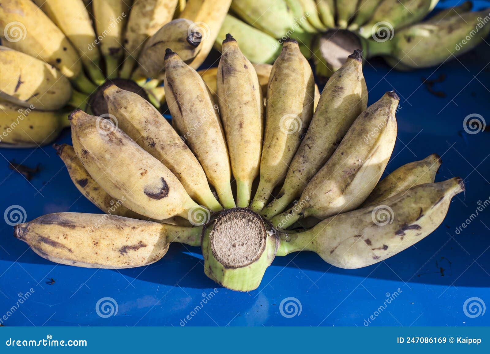 Cultivated Banana, Thai Original Fruit. Stock Image - Image of grow ...
