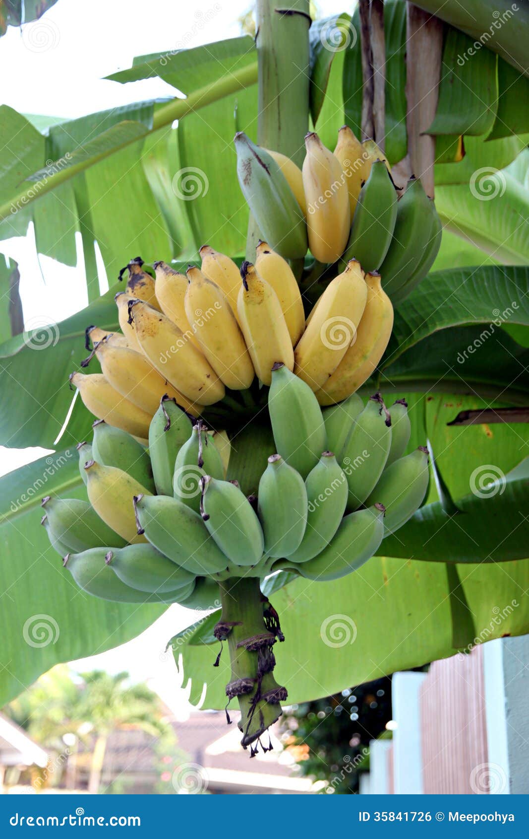 Cultivated Bananas Ripening on the Tree. Stock Photo - Image of unripe ...