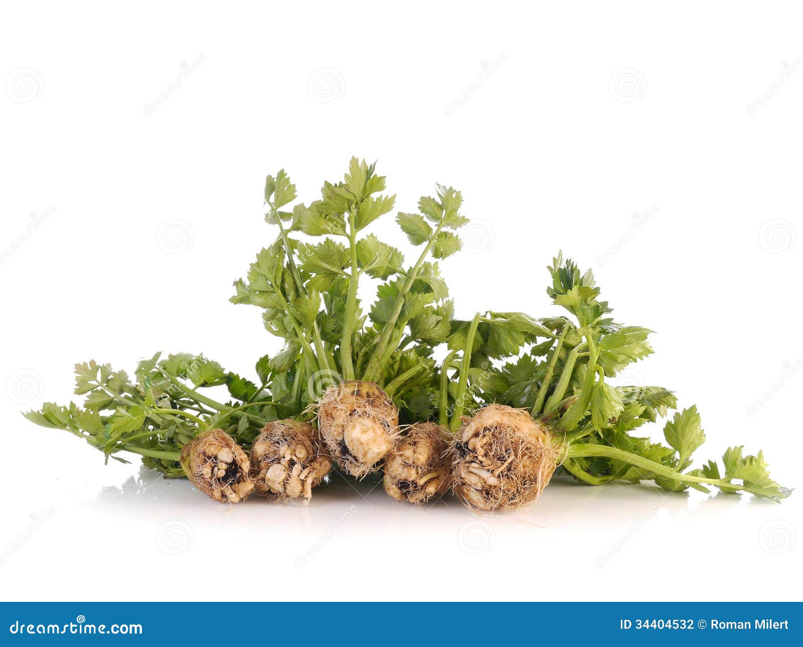 Cultivated celery stock photo. Image of plant, diet, meal - 34404532
