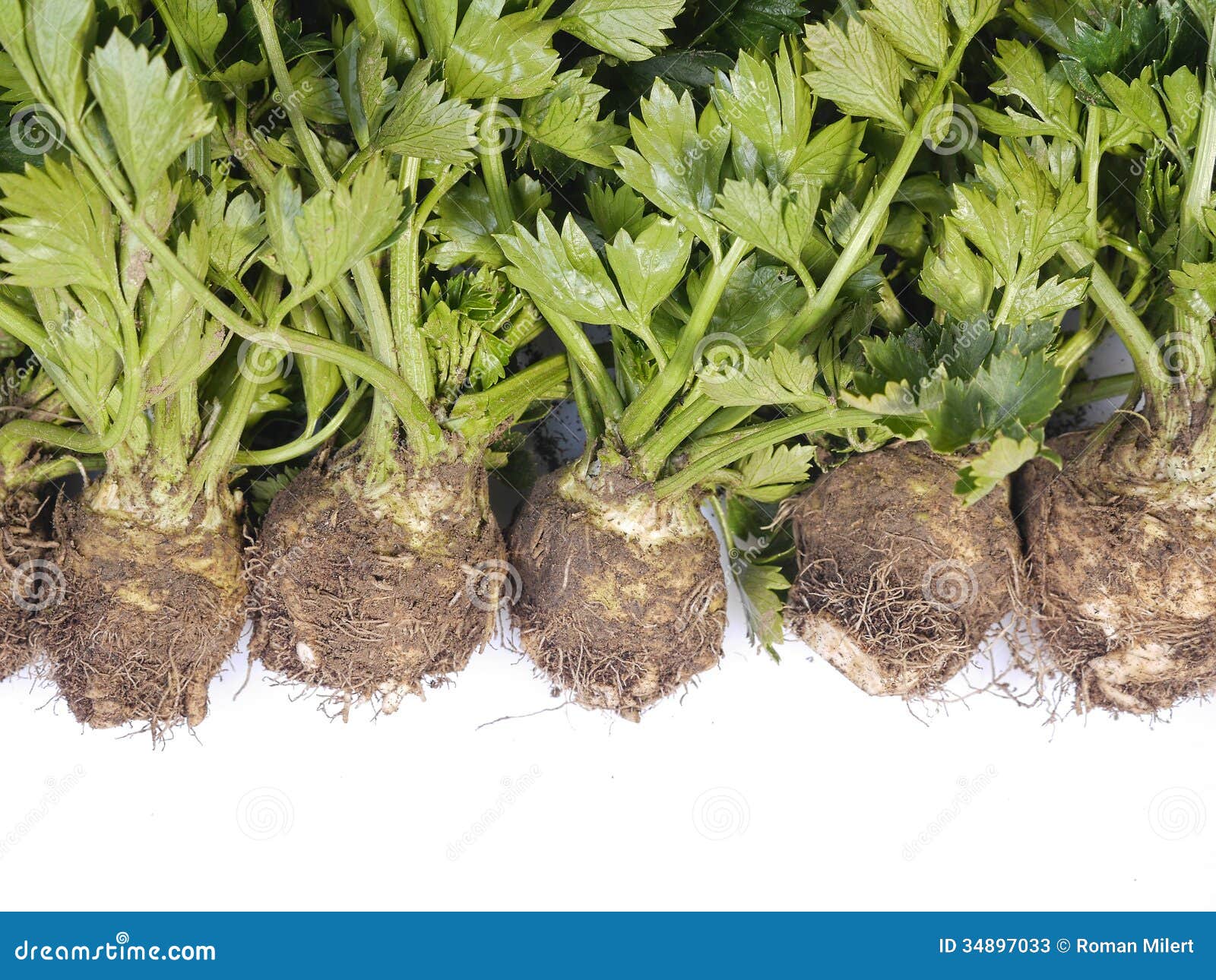 Cultivated celery stock image. Image of isolated, white - 34897033