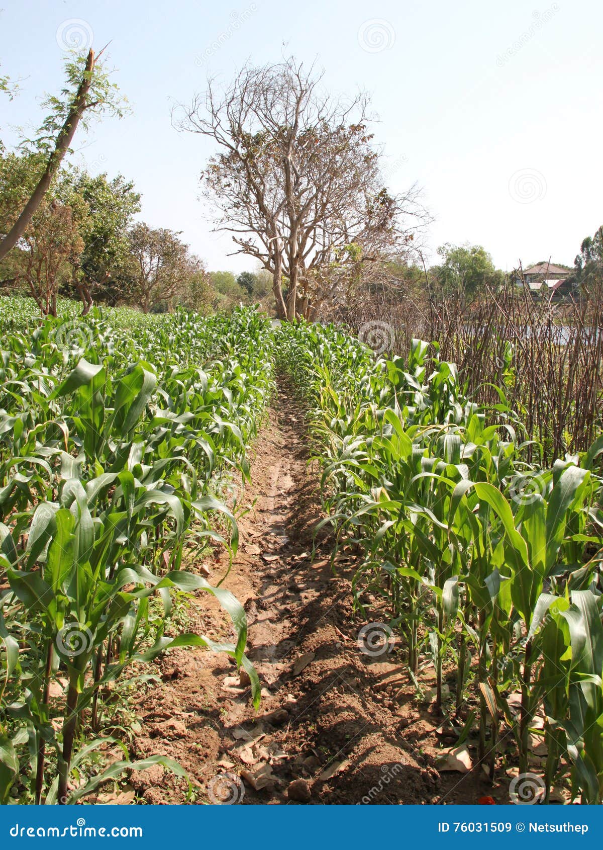 Cultivated corn field stock image. Image of cultivation - 76031509