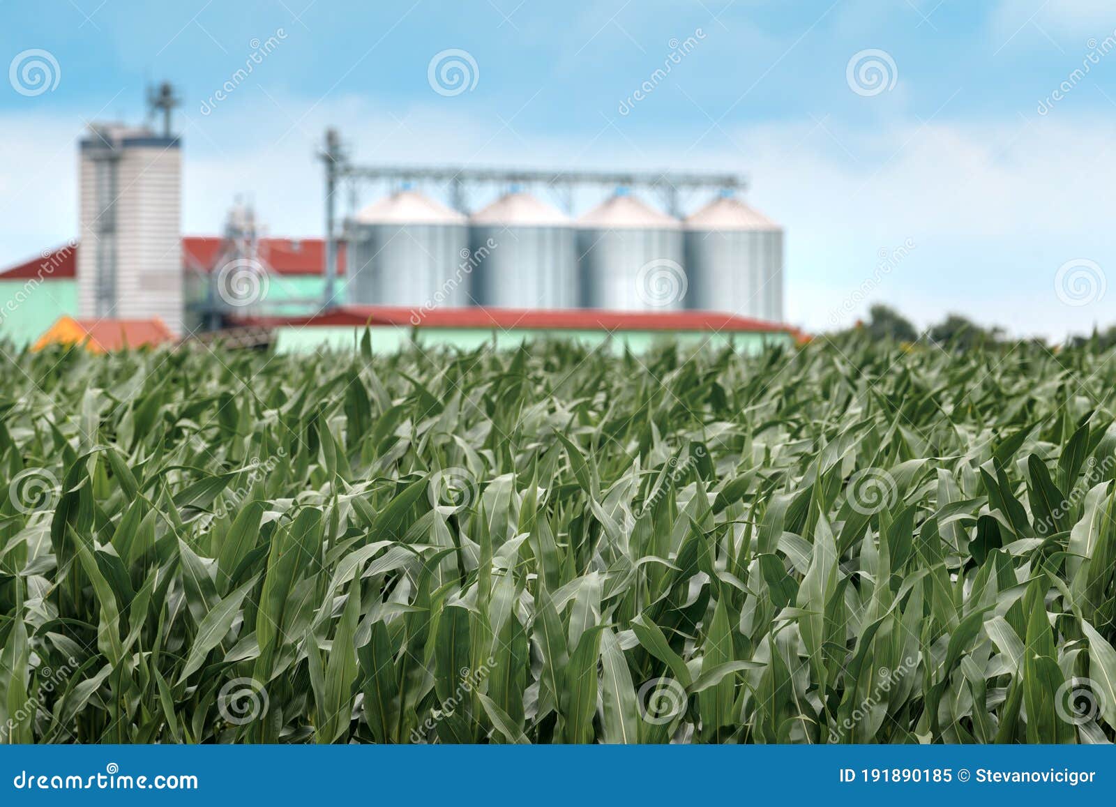 Cultivated Corn Maize Field with Grain Storage Silo in Background Stock ...