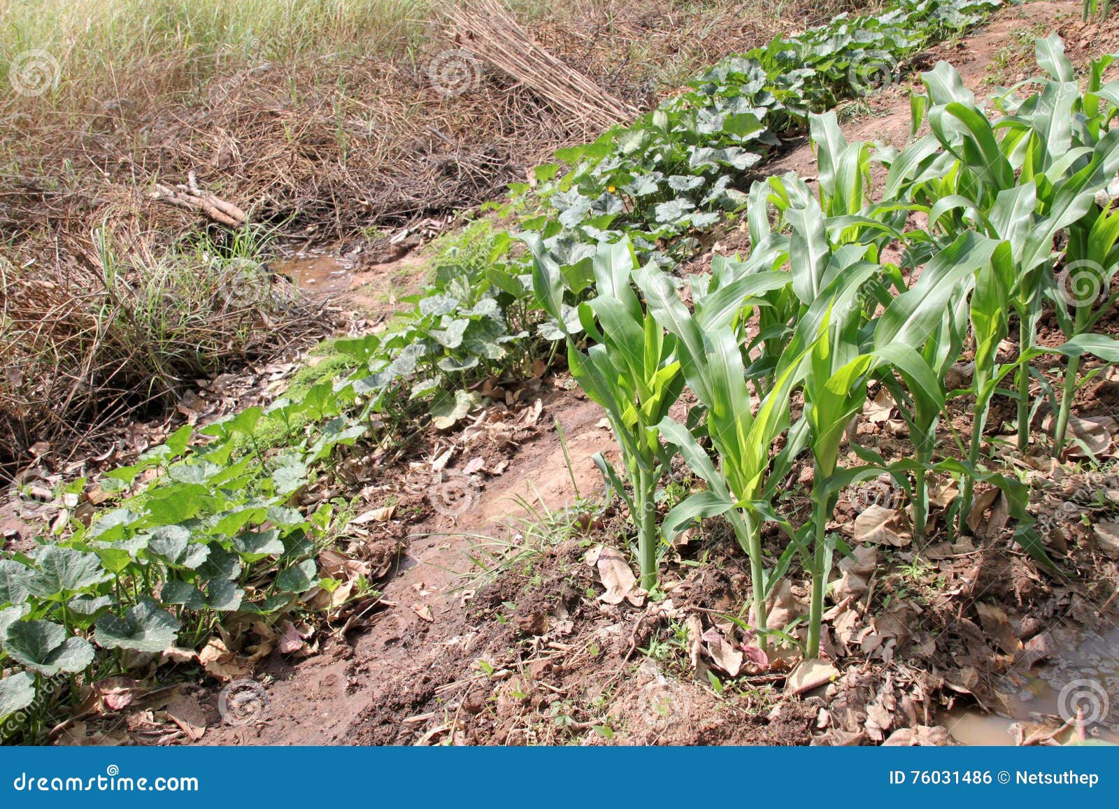 Cultivated corn stock photo. Image of farmland, tropical - 76031486