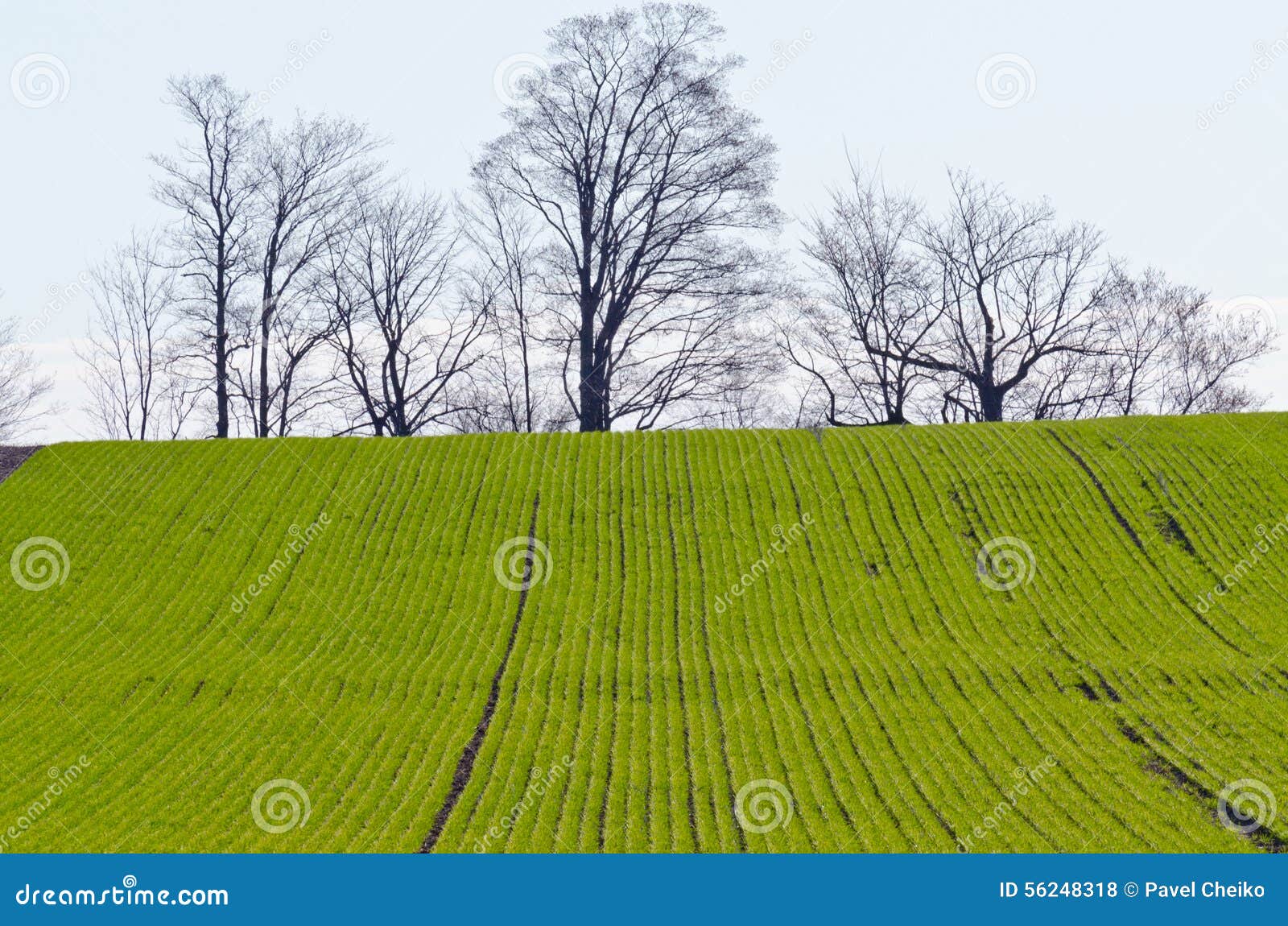 Cultivated farmers field stock photo. Image of rural - 56248318