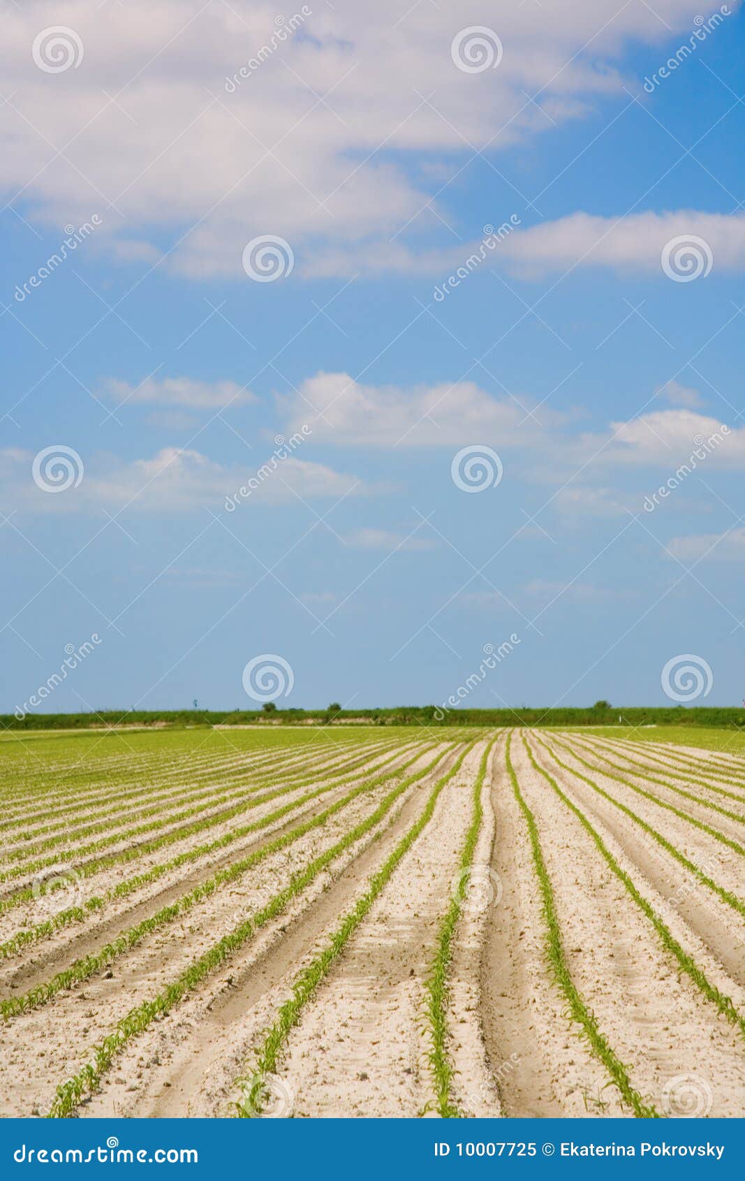 Cultivated field stock image. Image of agriculture, natural - 10007725