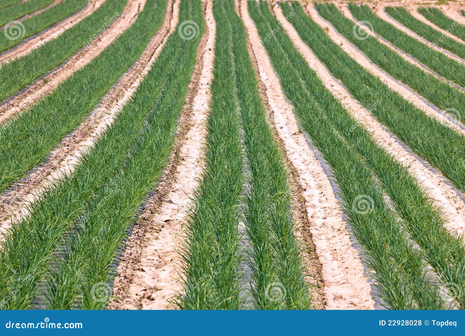 Cultivated field stock photo. Image of lush, land, food - 22928028