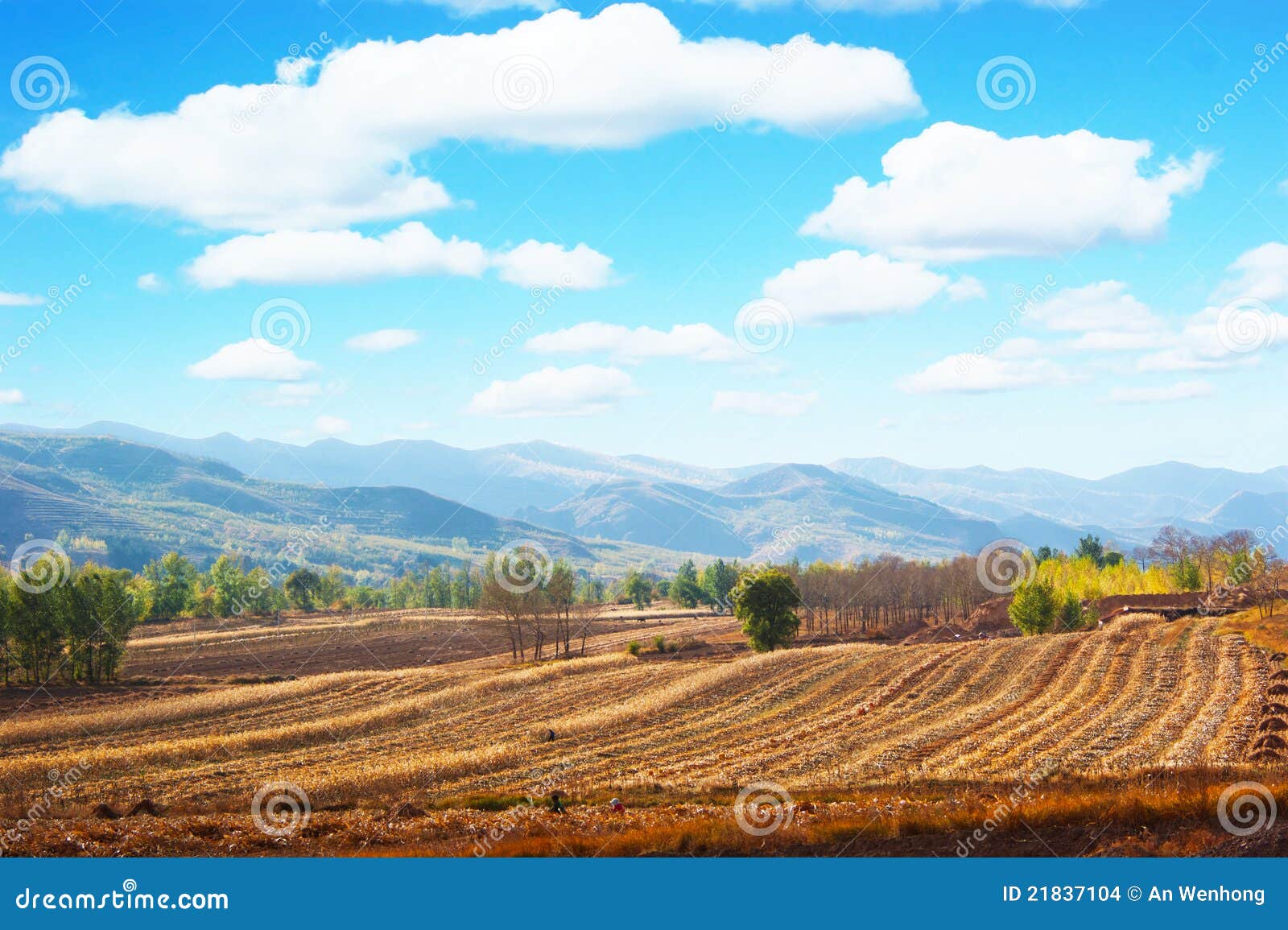 Cultivated Field Background Stock Photo - Image of colorful, panorama ...