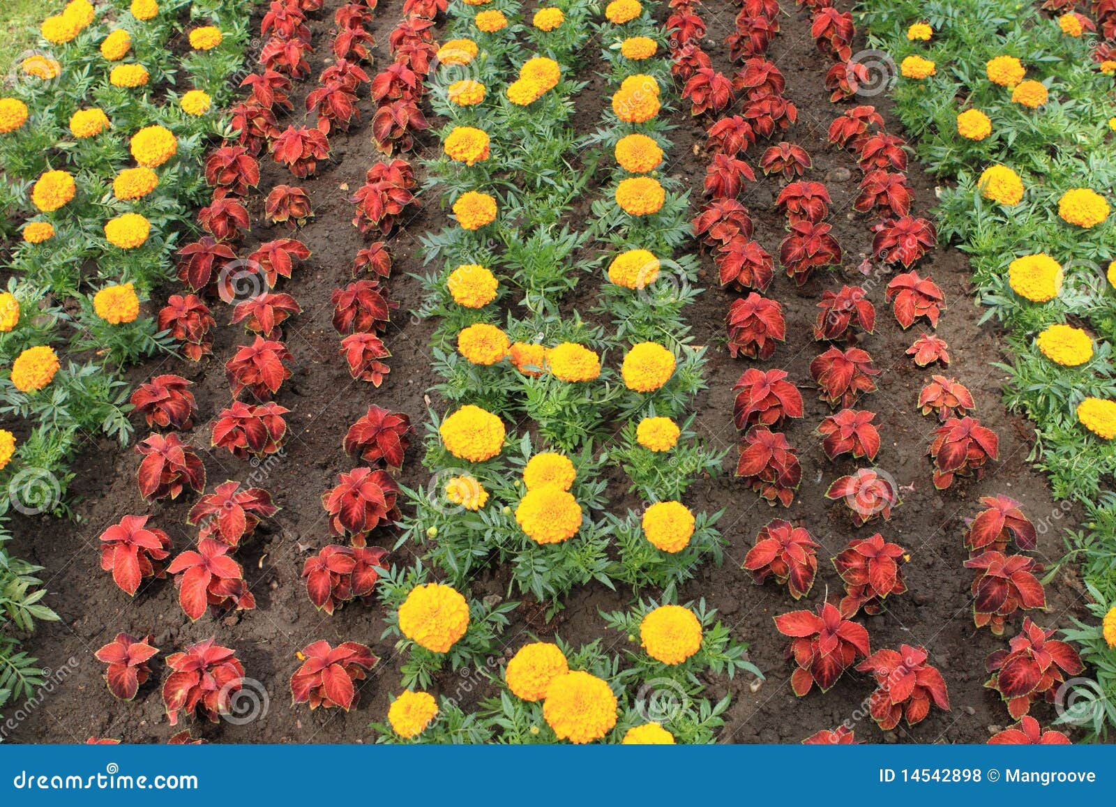 Cultivated Field with Flowers Stock Photo - Image of small, earth: 14542898