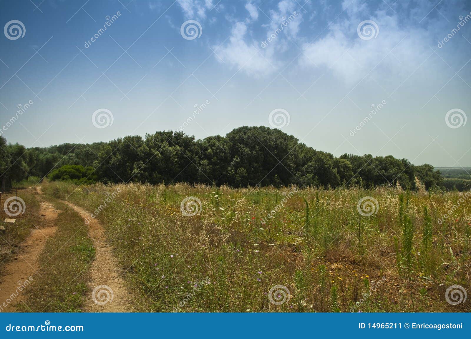 Cultivated Field with Forest Stock Image - Image of lawn, environment ...