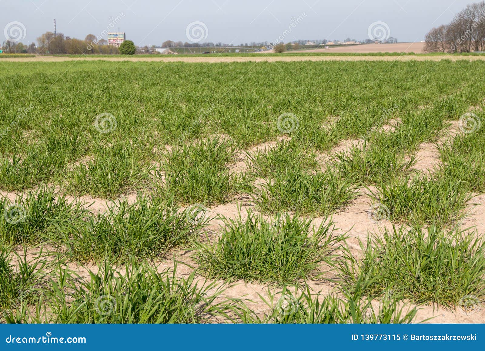 A Cultivated Field Growing Out of the Ground Stock Image - Image of ...