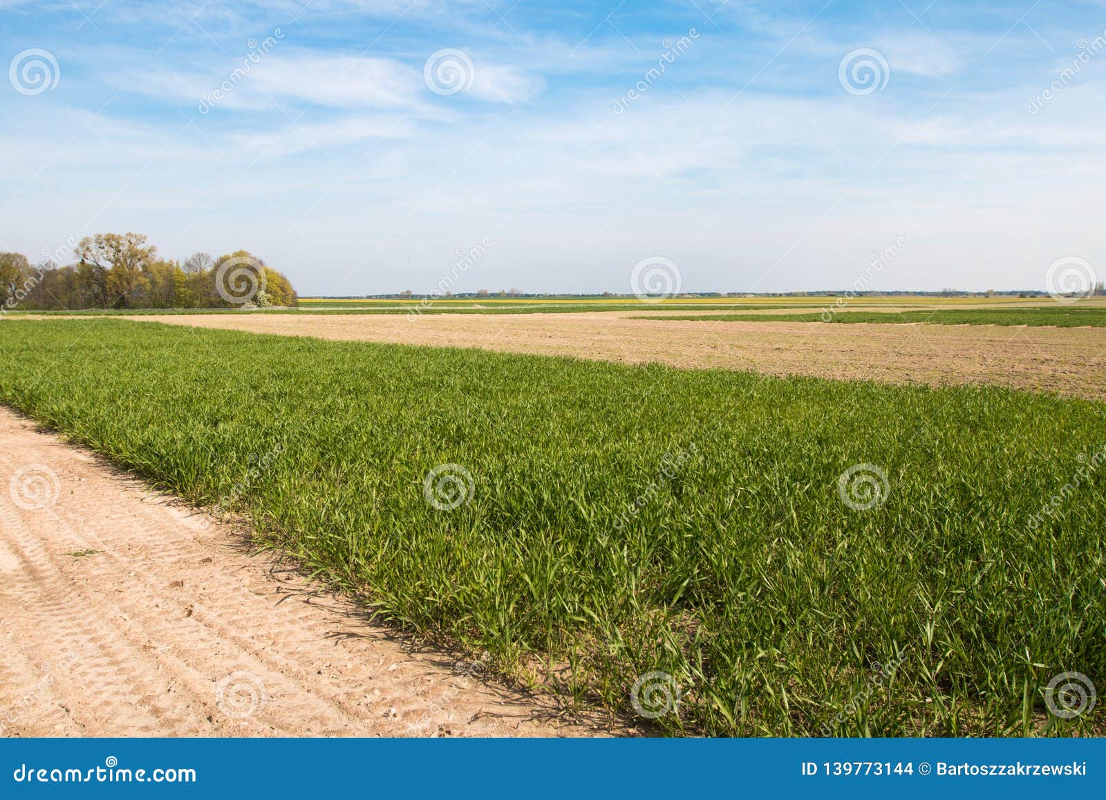A Cultivated Field Growing Out of the Ground Stock Photo - Image of ...