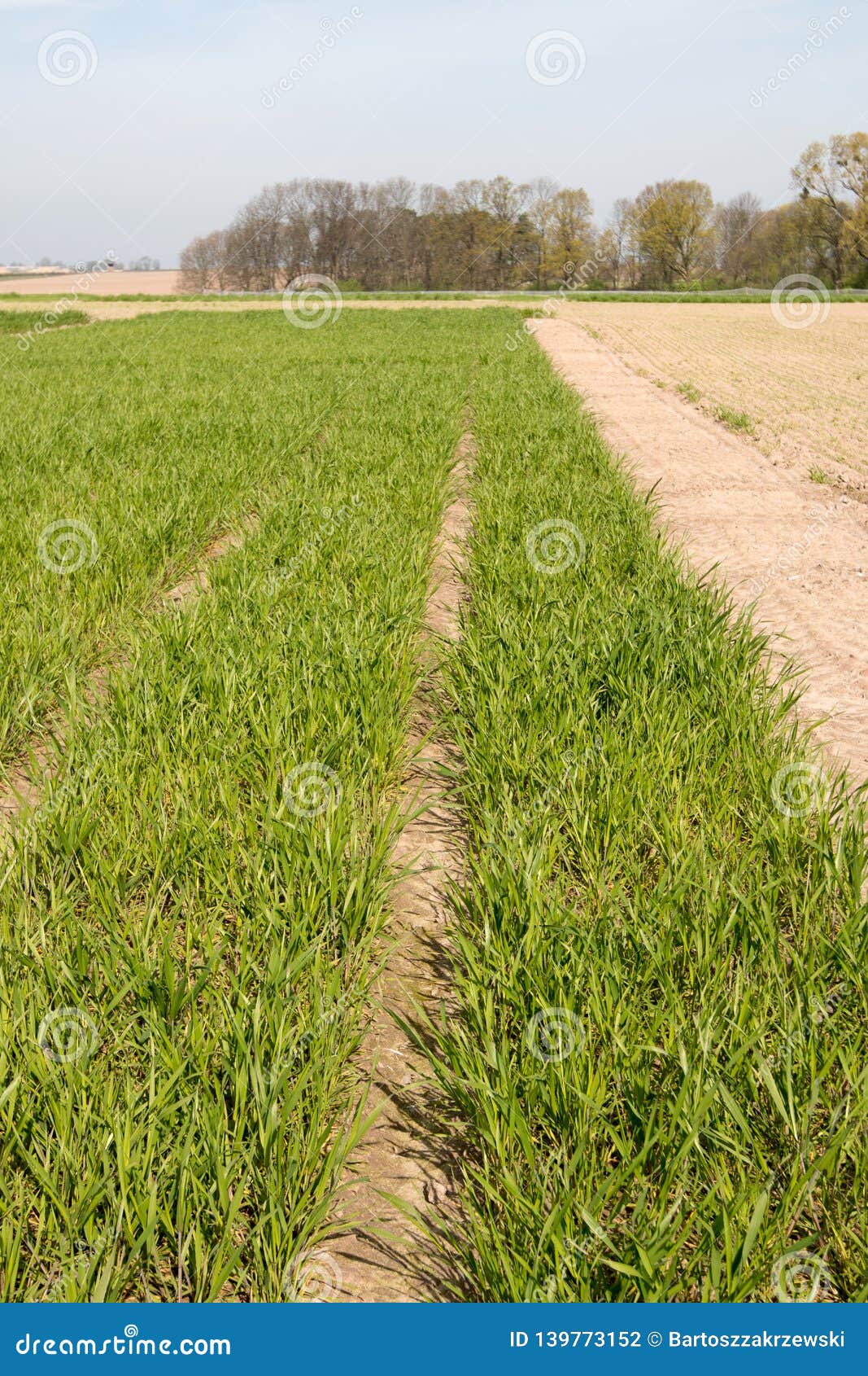 A Cultivated Field Growing Out of the Ground Stock Photo - Image of ...