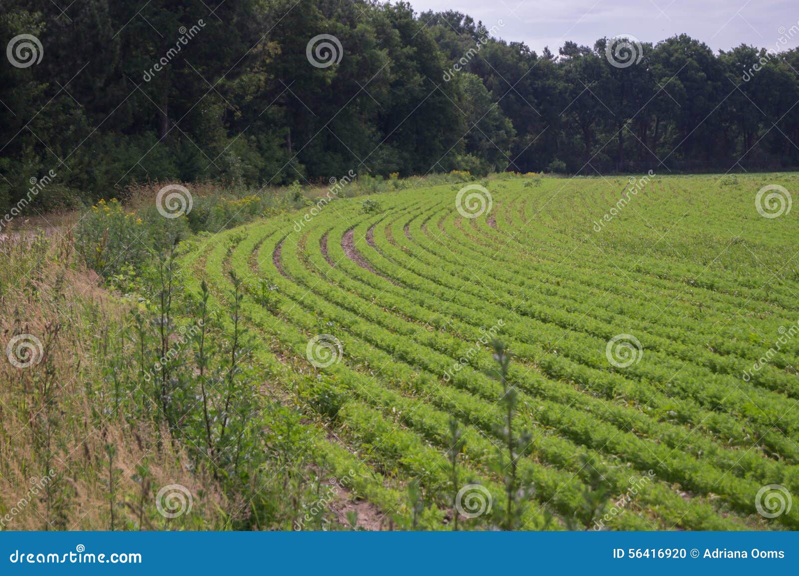 Cultivated field stock photo. Image of corn, life, plant - 56416920