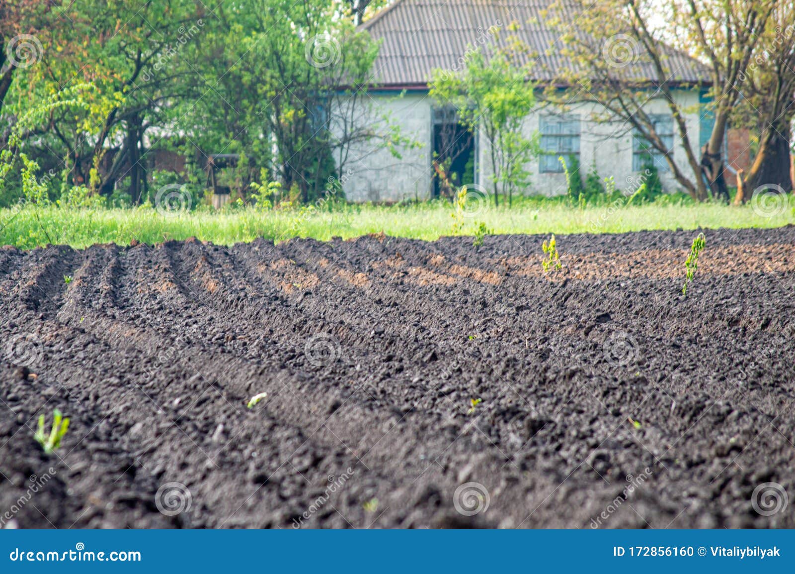 Cultivated field stock photo. Image of earth, agricultural - 172856160