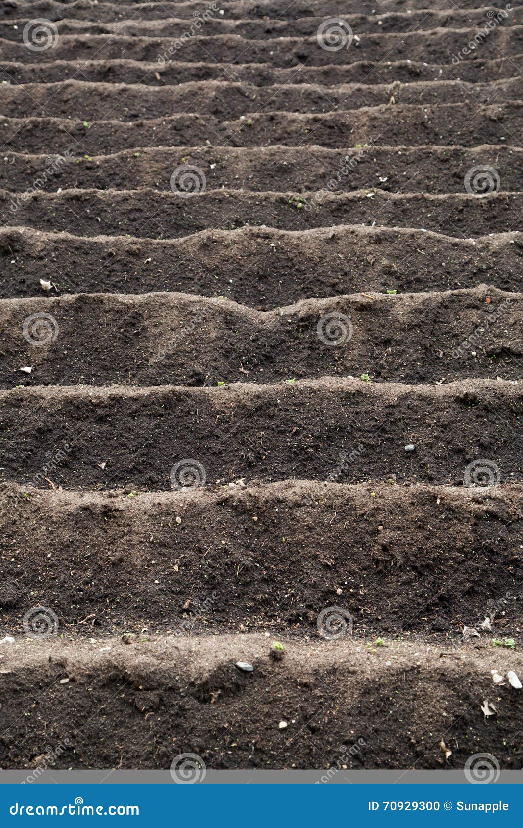 Cultivated Field Ready for Planting and Sowing Stock Photo - Image of ...
