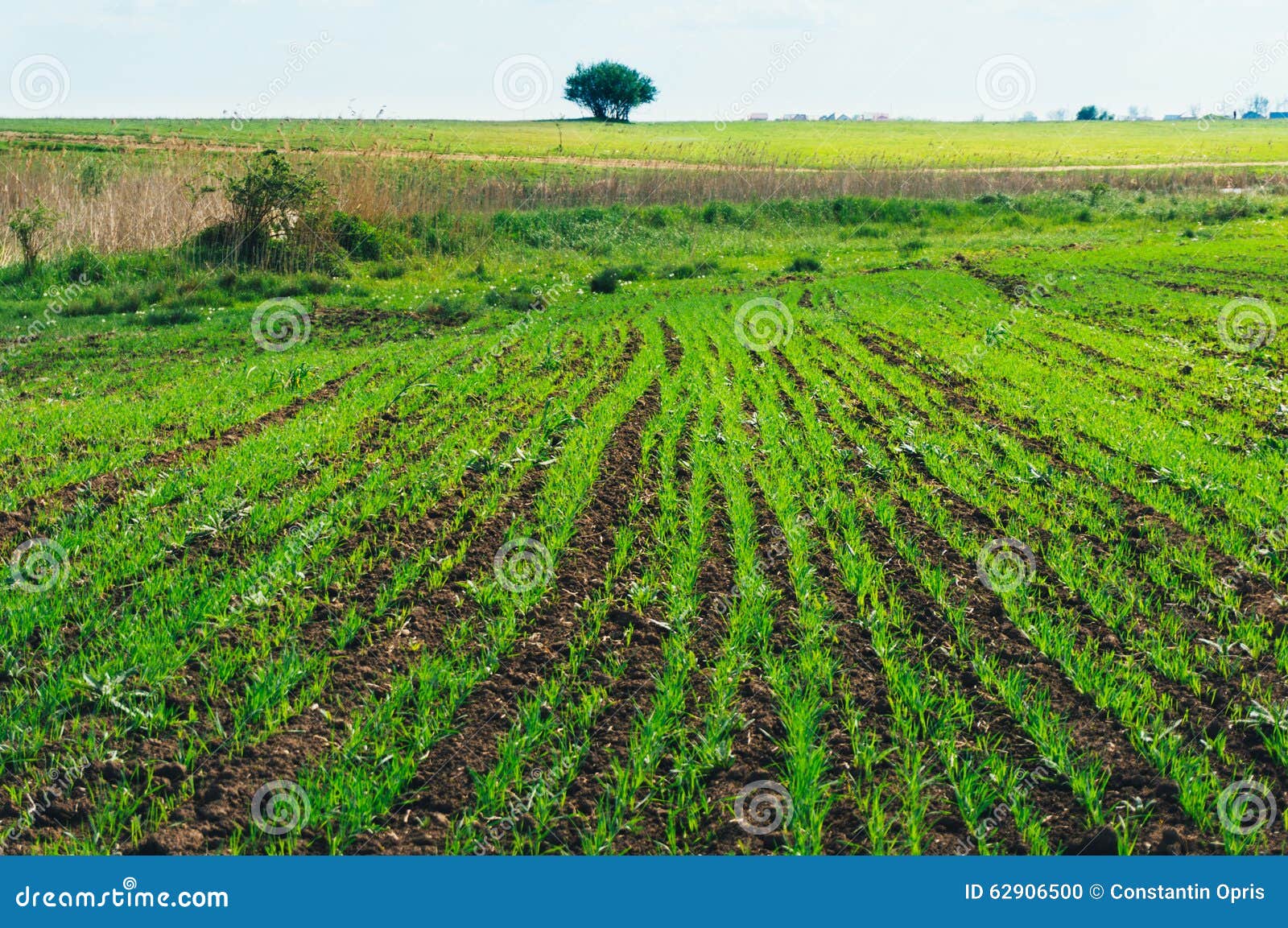 Cultivated field stock photo. Image of daylight, daytime - 62906500