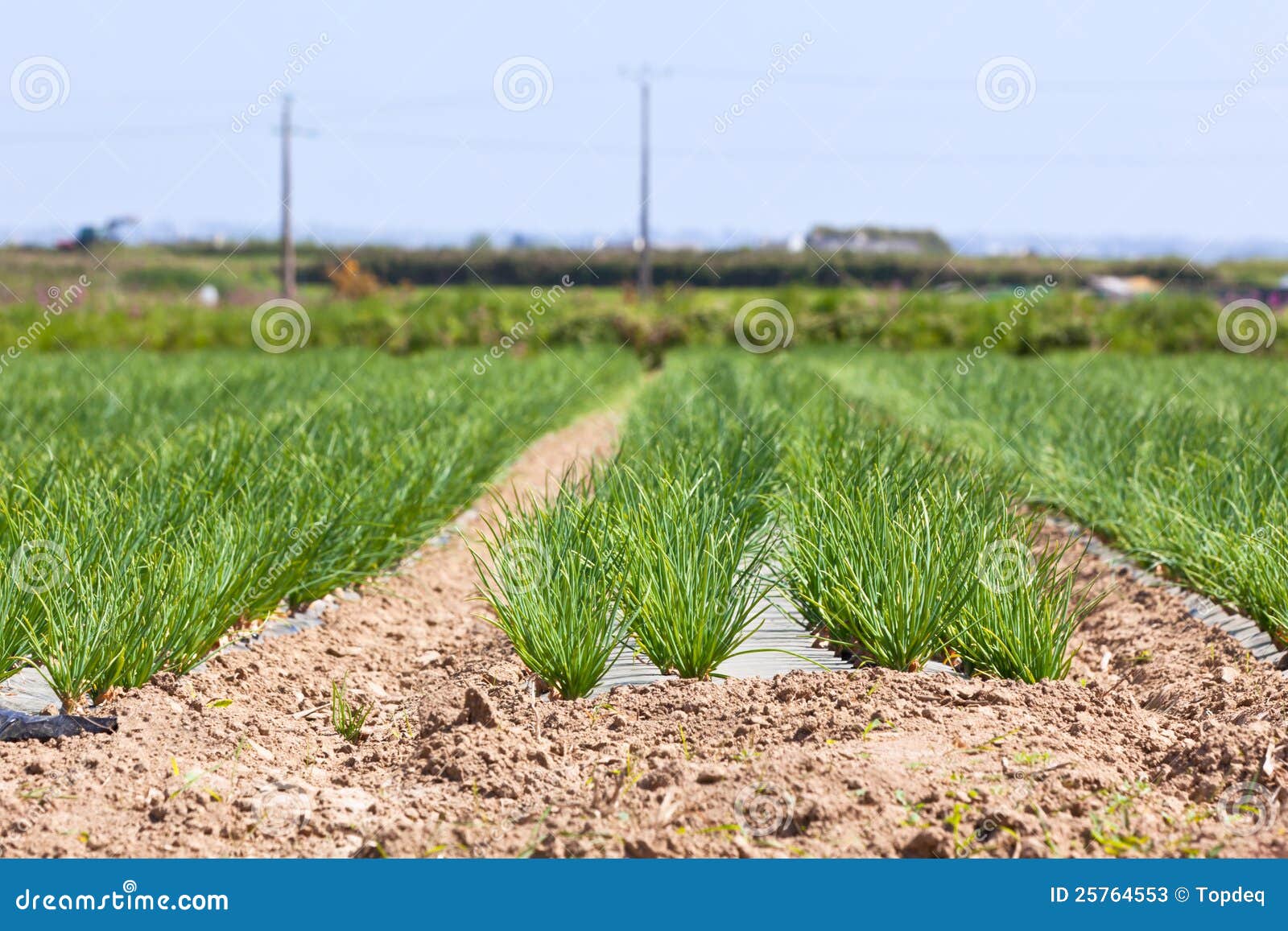 Cultivated Field with Sprouts Stock Image - Image of countryside, land ...