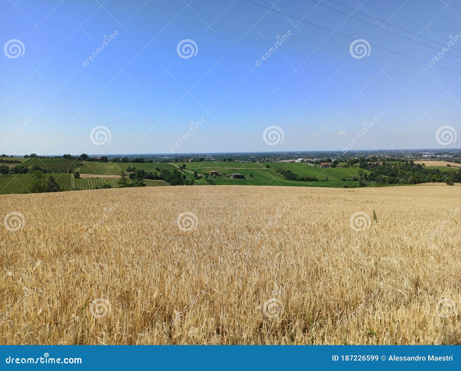 Cultivated Field of Wheat in Monteveglio Italy Stock Image - Image of ...