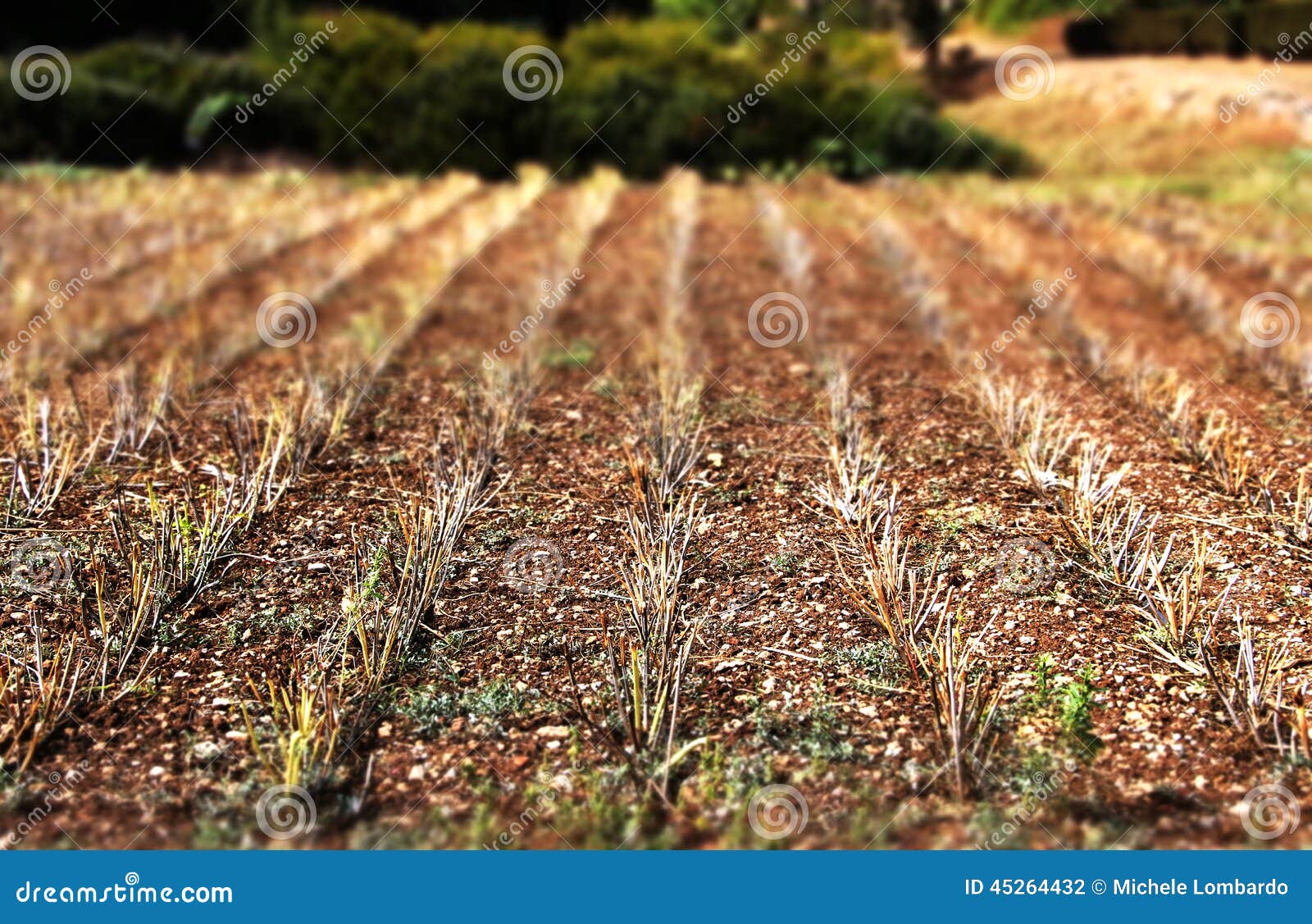 Cultivated fields stock photo. Image of earth, tilling - 45264432
