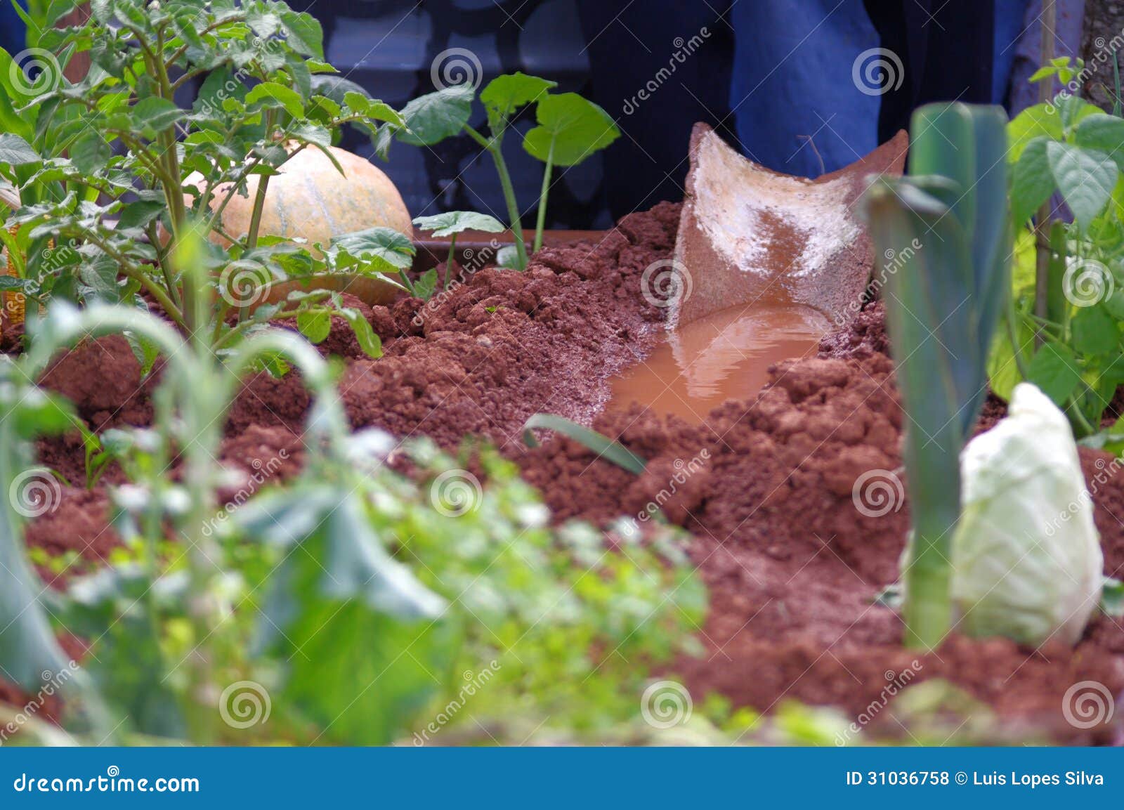 Cultivated garden stock photo. Image of irrigation, green - 31036758