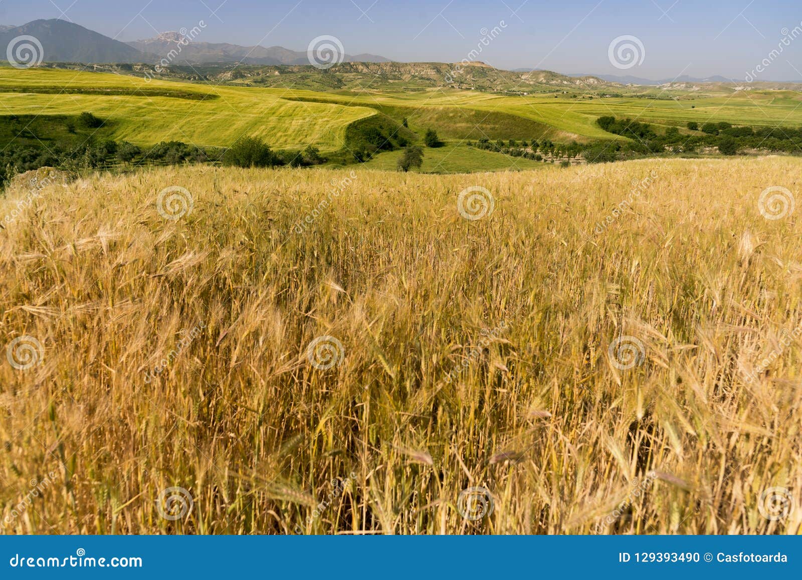 Cultivated Grains and Landscape. Stock Photo - Image of barley, blue ...