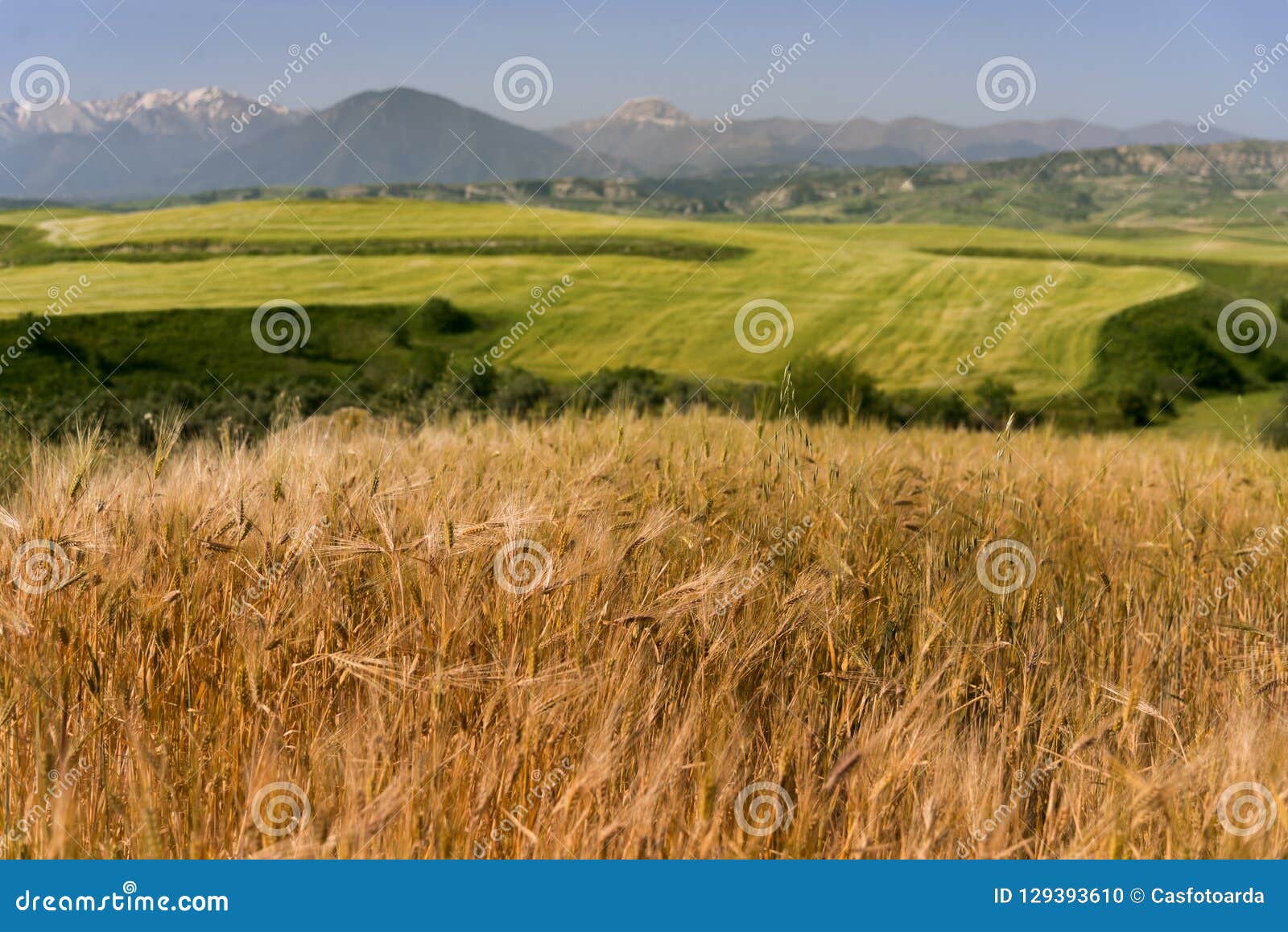 Cultivated Grains and Landscape. Stock Photo - Image of outdoors ...