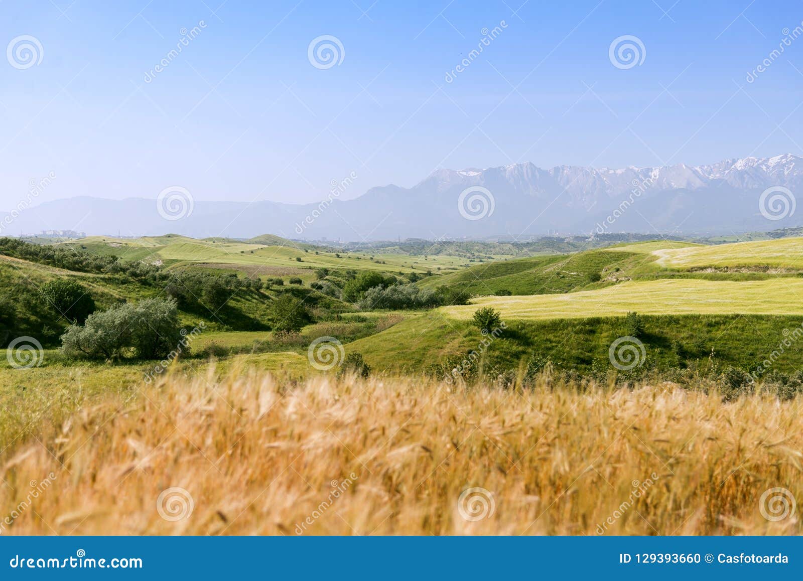 Cultivated Grains and Landscape. Stock Photo - Image of cornfield ...