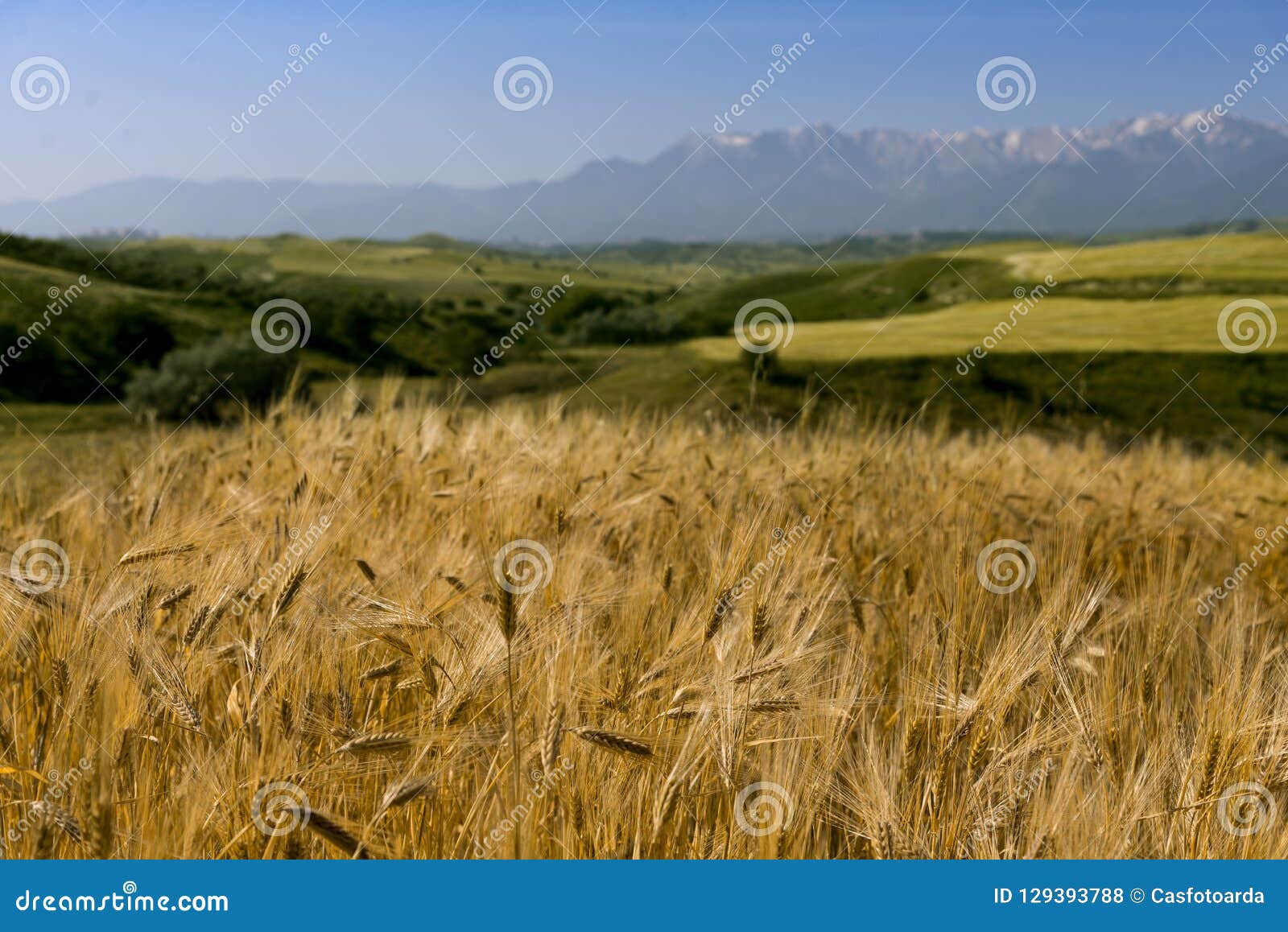 Cultivated Grains and Landscape. Stock Photo - Image of plant, land ...