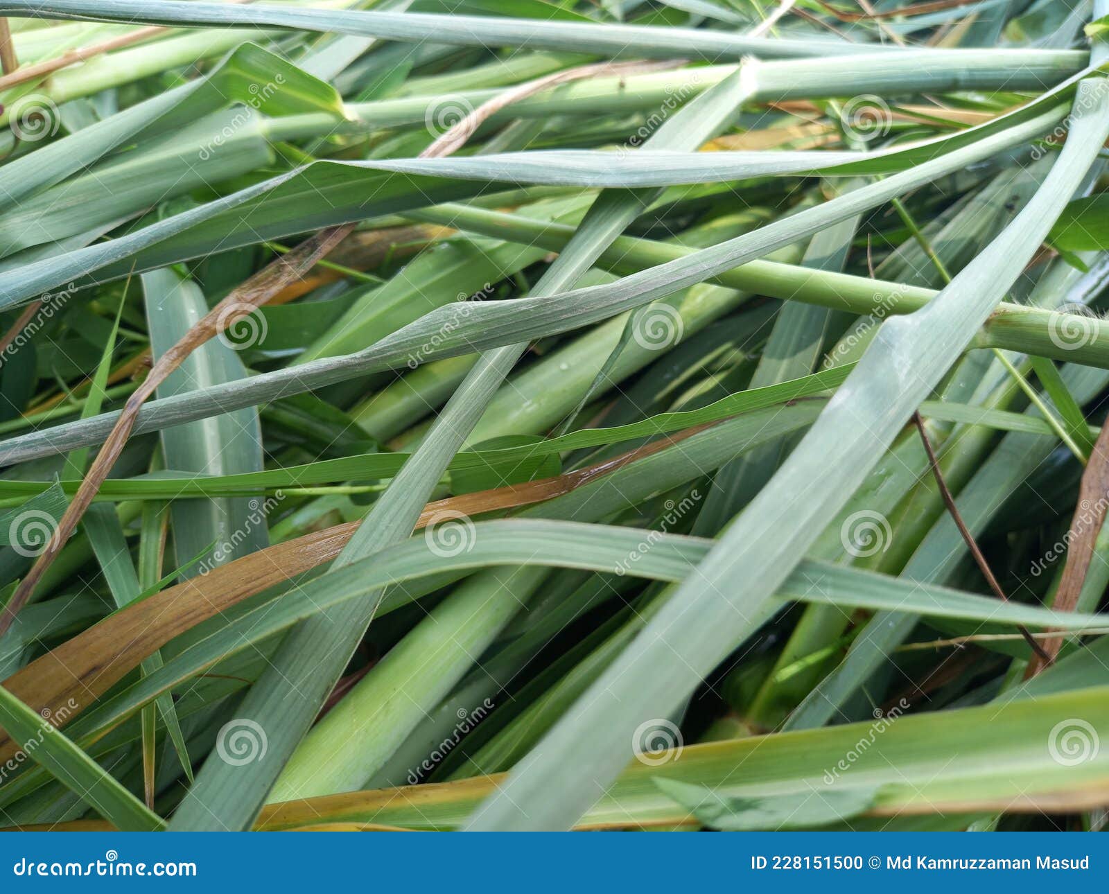 Cultivated Grass for Cattle. Stock Photo - Image of color, meadow ...