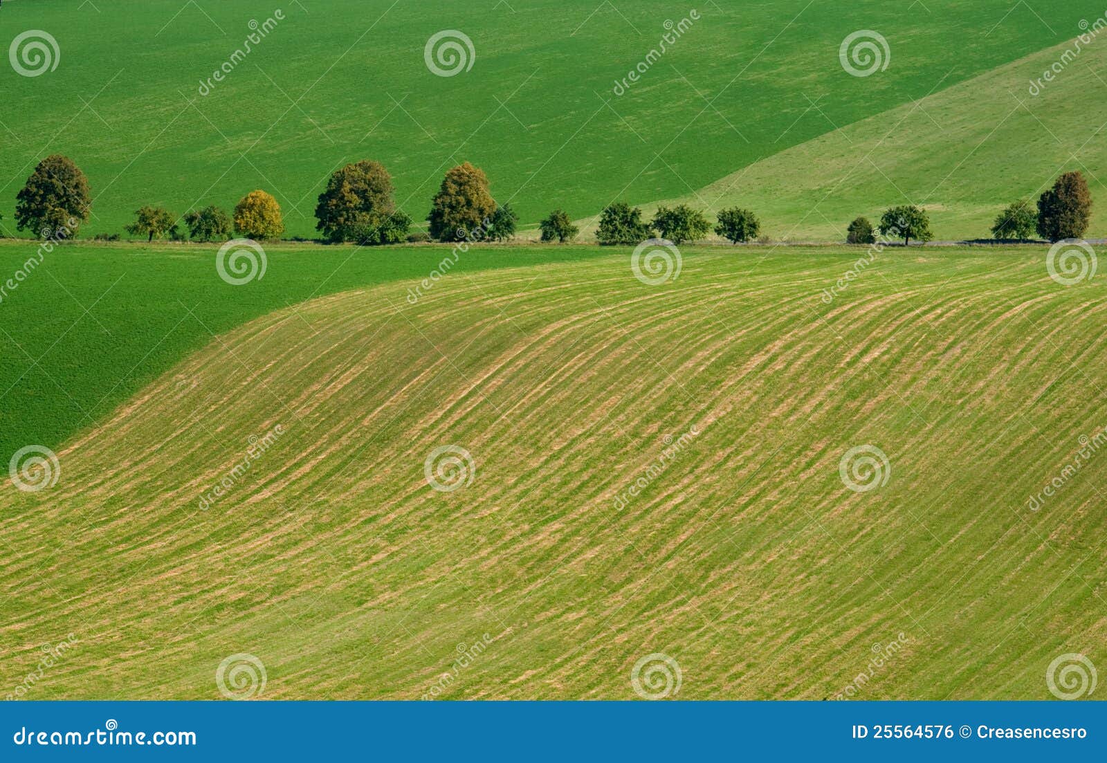 Cultivated green field stock photo. Image of hill, idyllic - 25564576