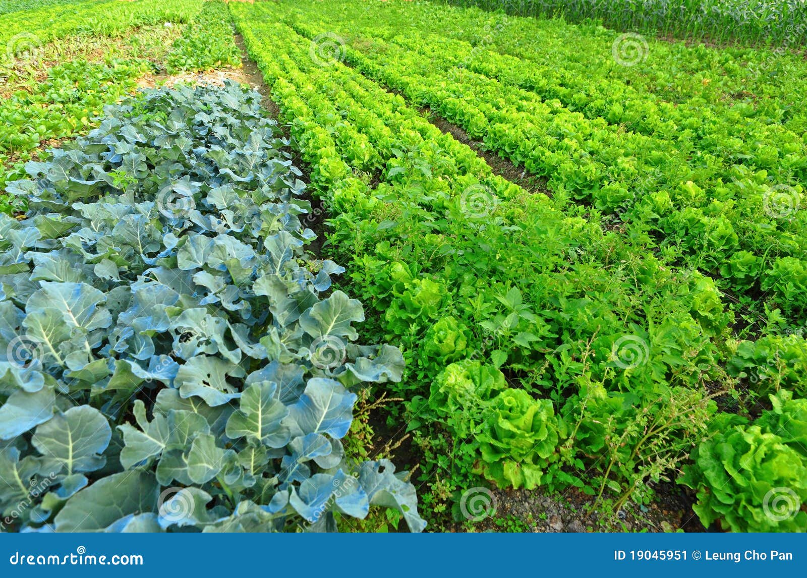 Cultivated land stock image. Image of landscape, harvesting - 19045951