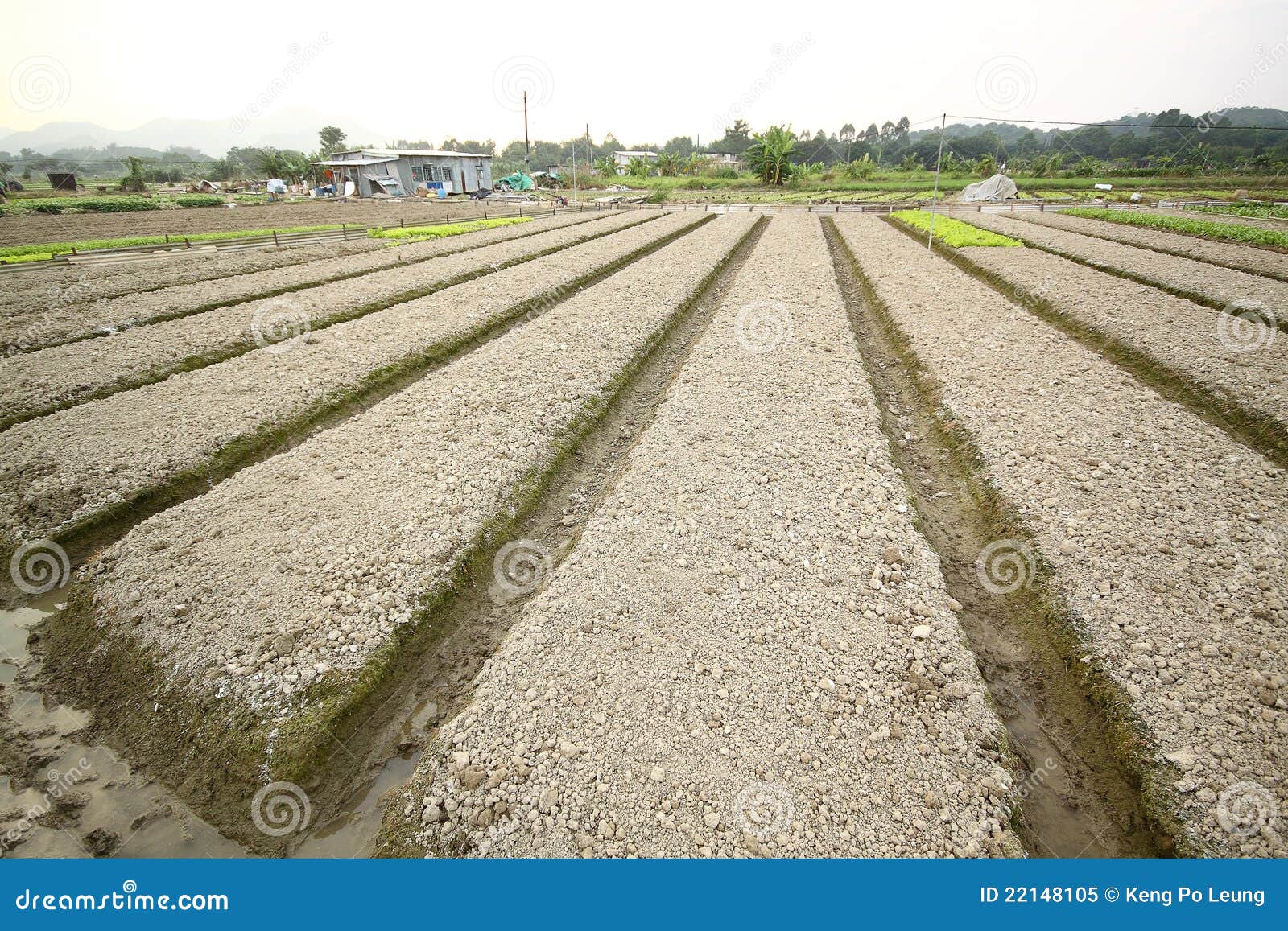 Cultivated land stock image. Image of cultivated, lush - 22148105
