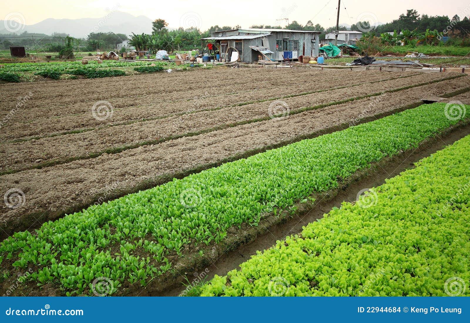 Cultivated land stock photo. Image of hill, house, early - 22944684