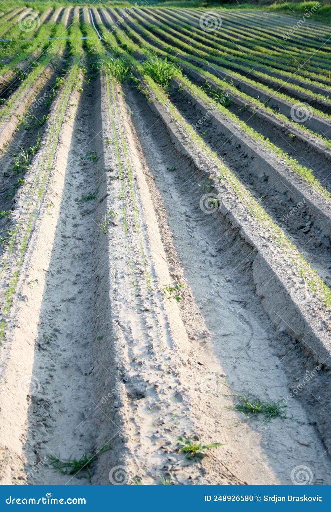 Cultivated land stock photo. Image of tilled, plow, soil - 248926580