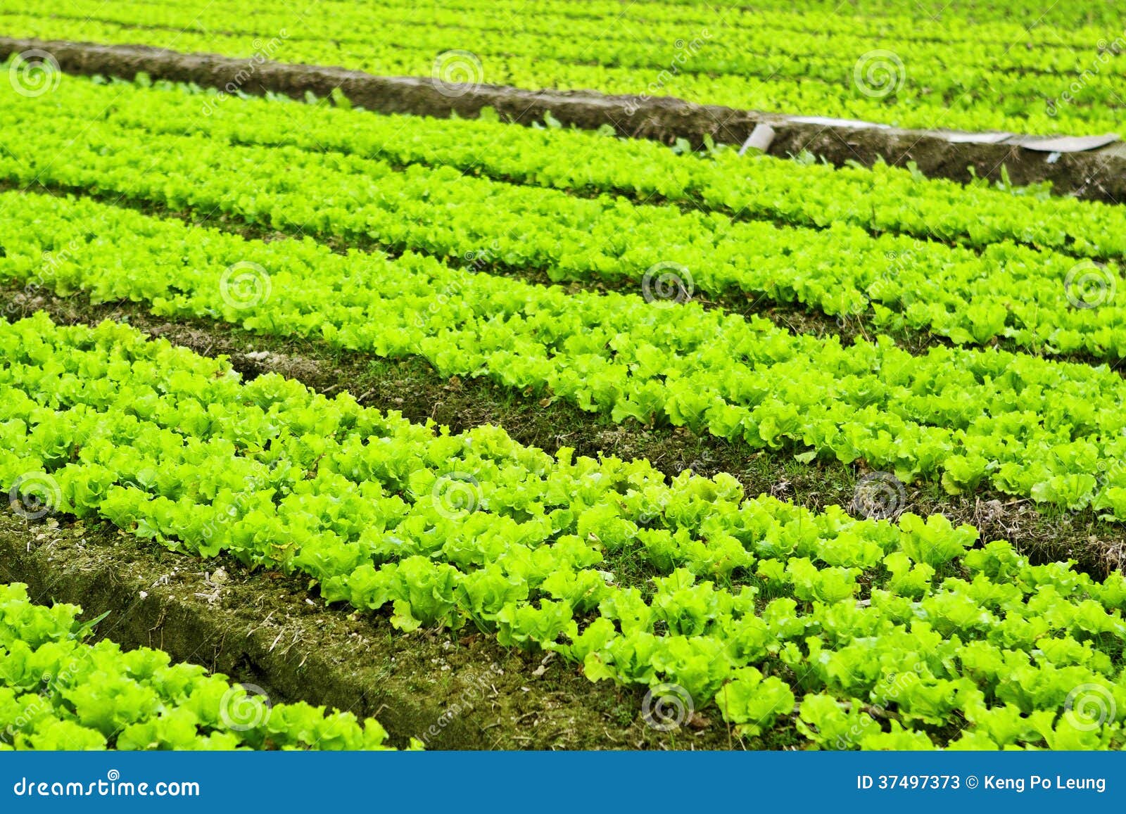 Cultivated land stock image. Image of agricultural, culture - 37497373