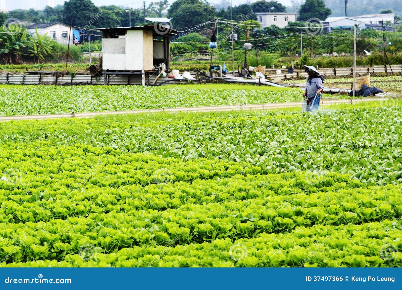 Cultivated Land and Farmer Spraying Stock Photo - Image of monoculture ...