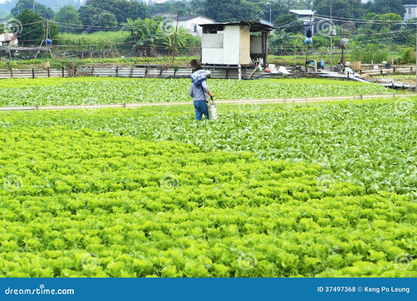 Cultivated Land and Farmer Spraying Stock Photo - Image of crop, green ...
