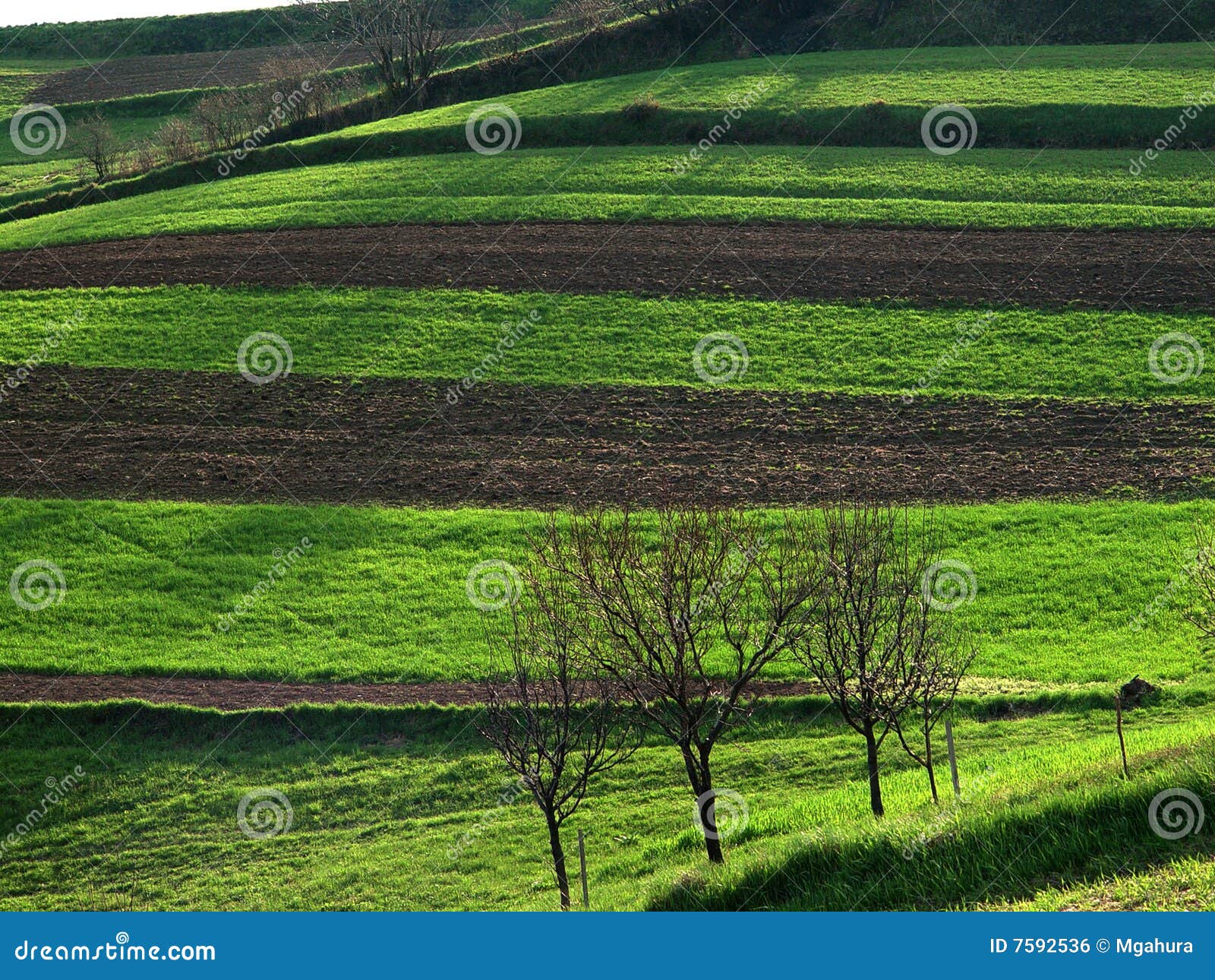 Cultivated Land with Fruit Trees Stock Photo - Image of country ...