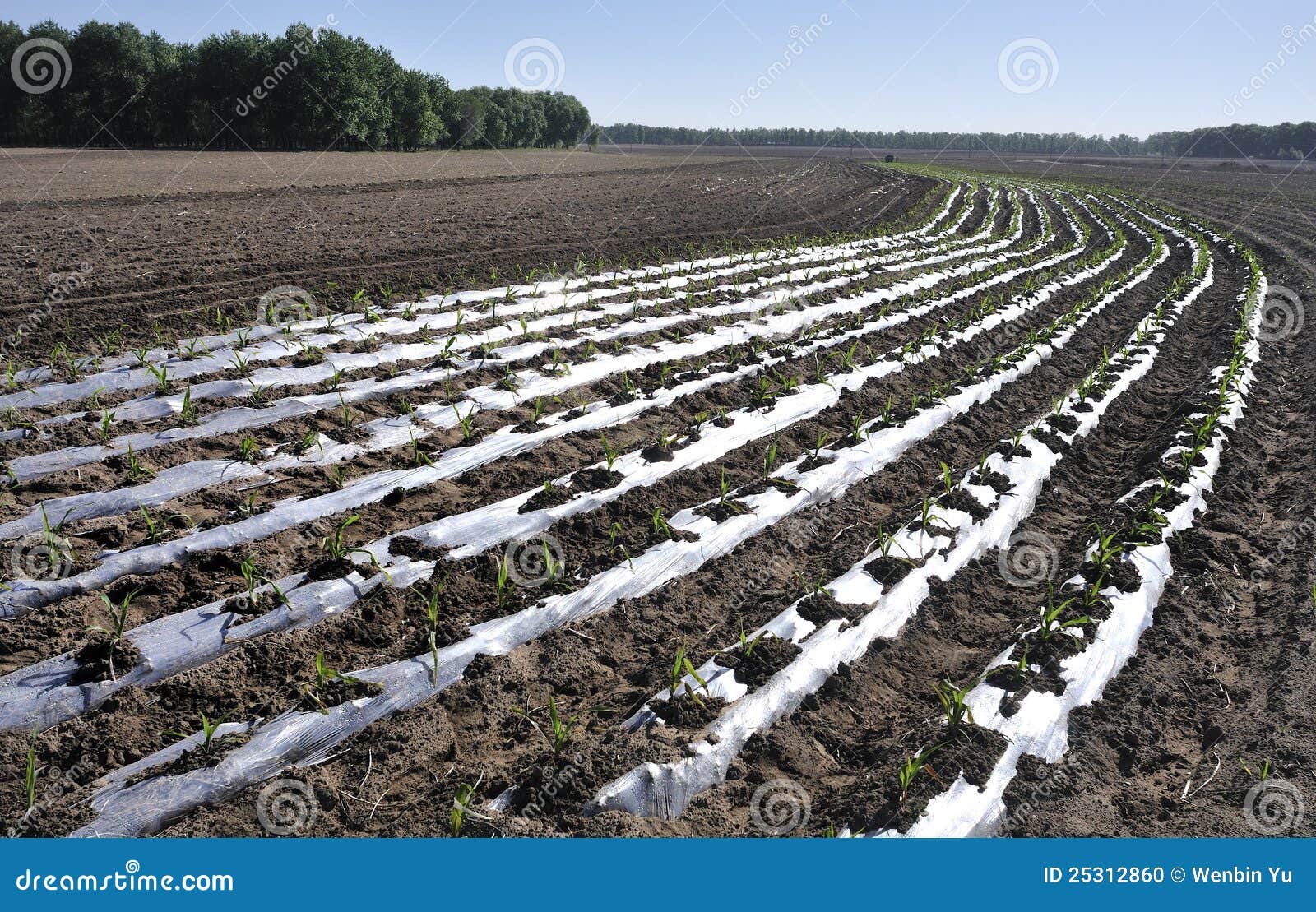 Cultivated Land and Ridges Sets Stock Photo - Image of agriculture ...